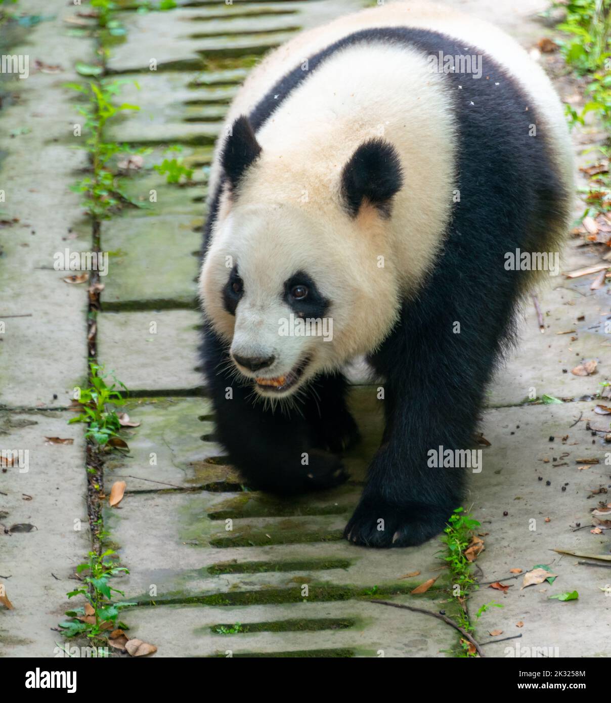 A giant panda lives daily at the Chengdu Panda Base Stock Photo - Alamy