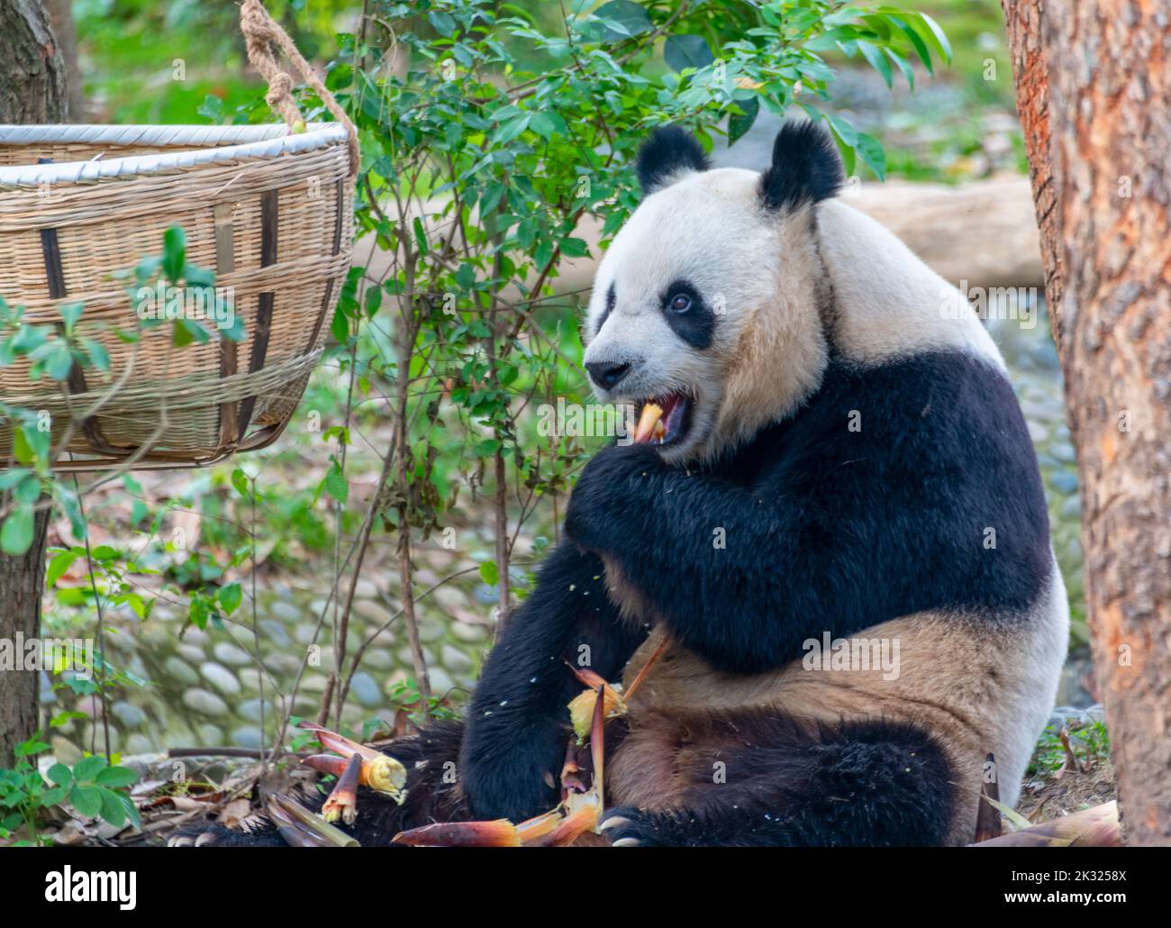 A giant panda lives daily at the Chengdu Panda Base Stock Photo - Alamy