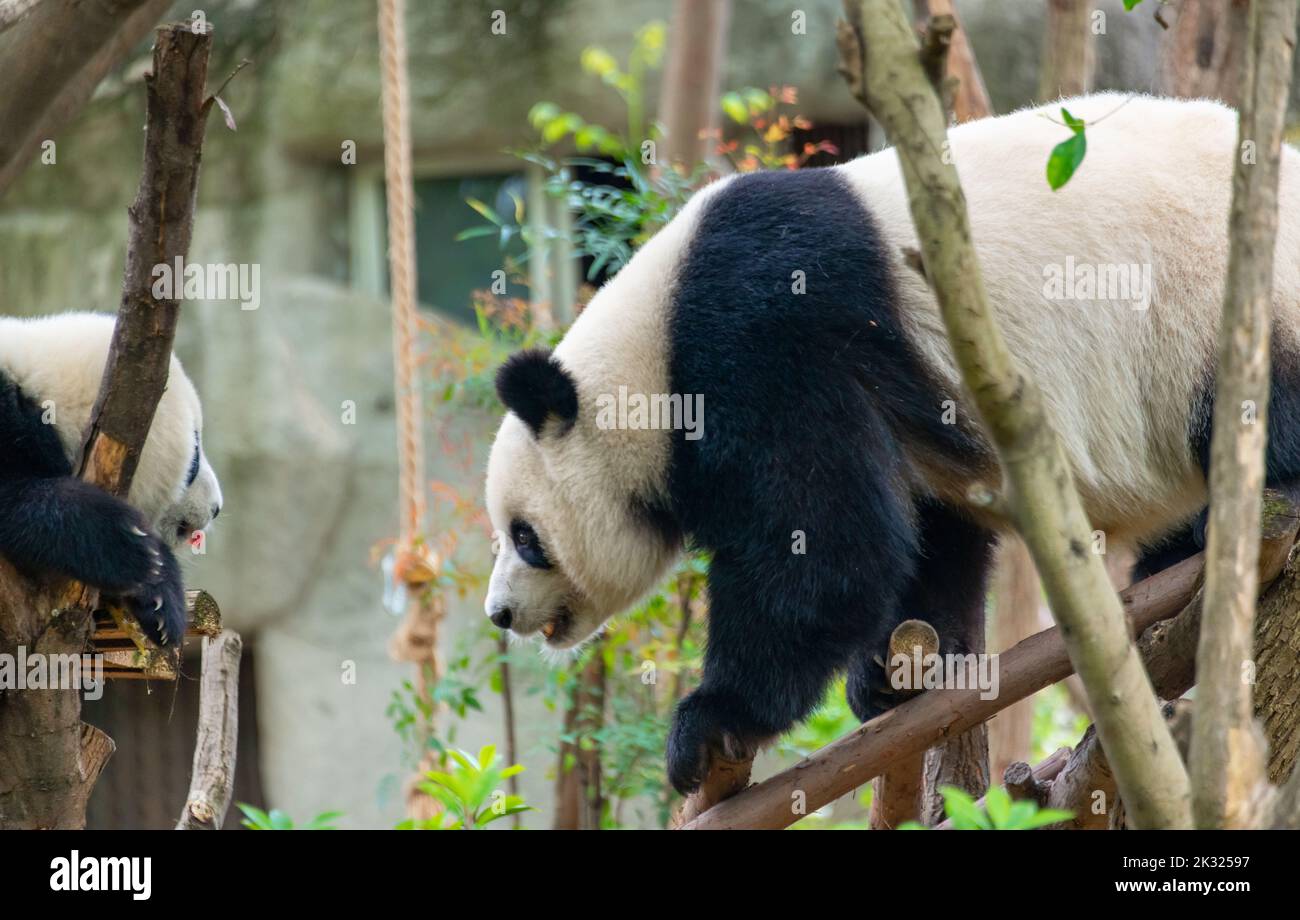A giant panda lives daily at the Chengdu Panda Base Stock Photo - Alamy