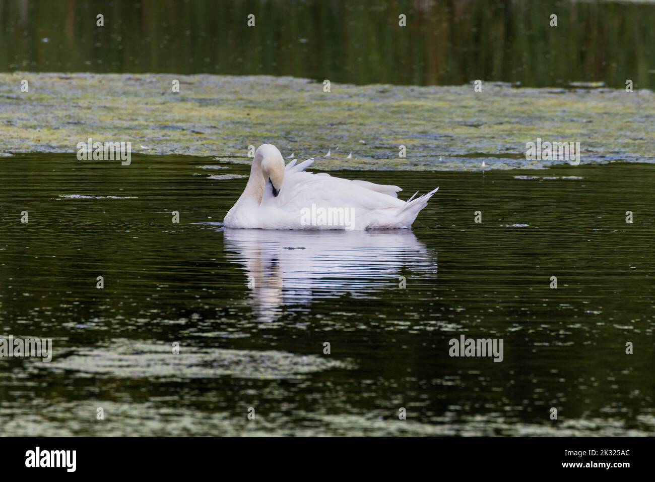 Swan full view hi-res stock photography and images - Alamy