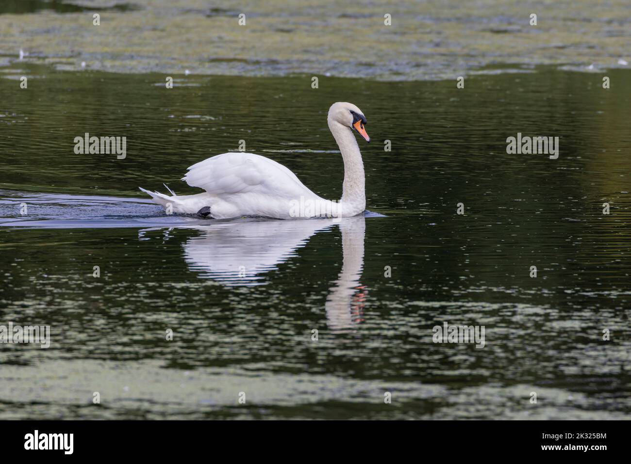 Swan full view hi-res stock photography and images - Alamy