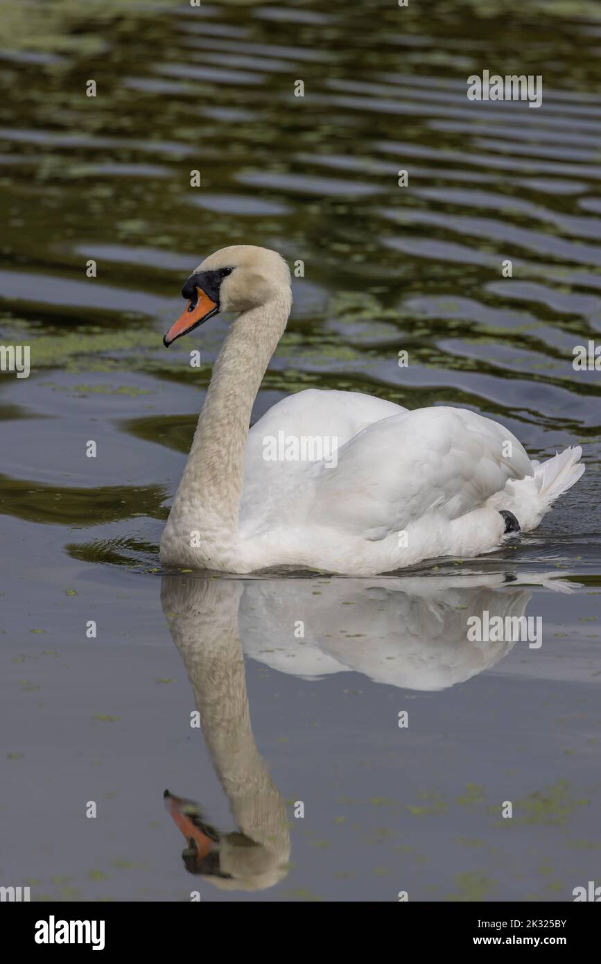 Swan full view hi-res stock photography and images - Alamy