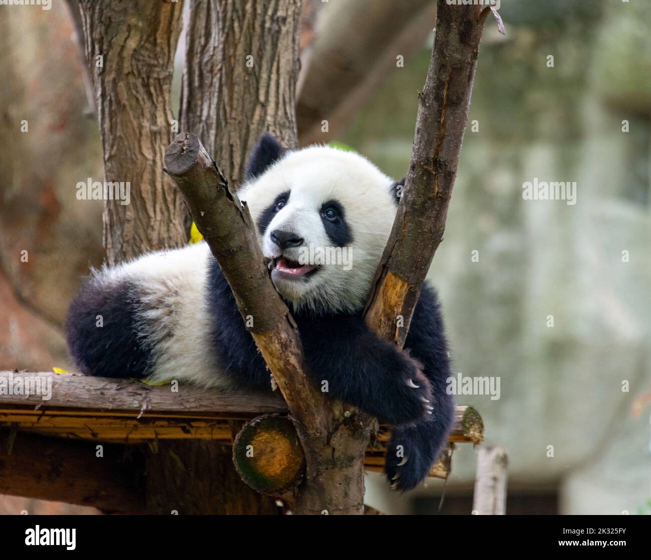 A cute little panda is playing on the ground Stock Photo - Alamy