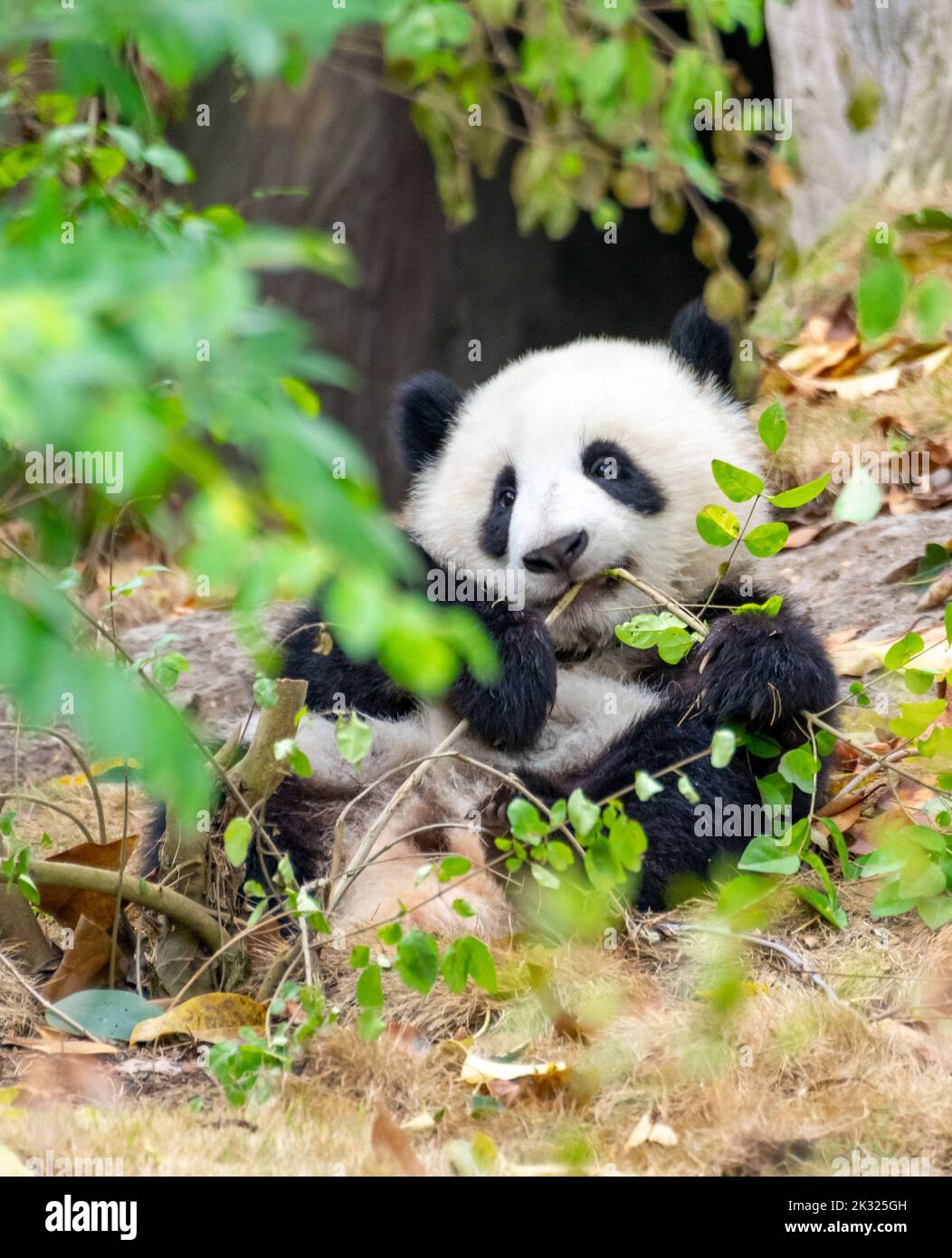 Giant panda national zoo hi-res stock photography and images - Alamy