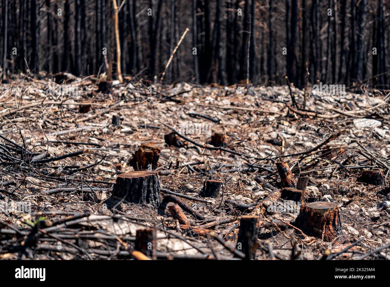 Burnt pine tree forest sliced trunks Stock Photo - Alamy