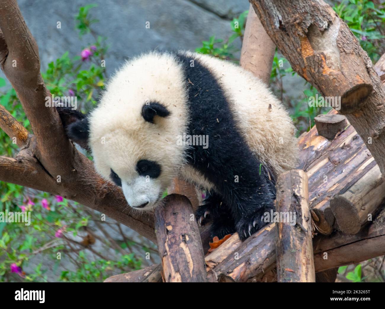 A cute little panda is climbing a tree trunk Stock Photo - Alamy