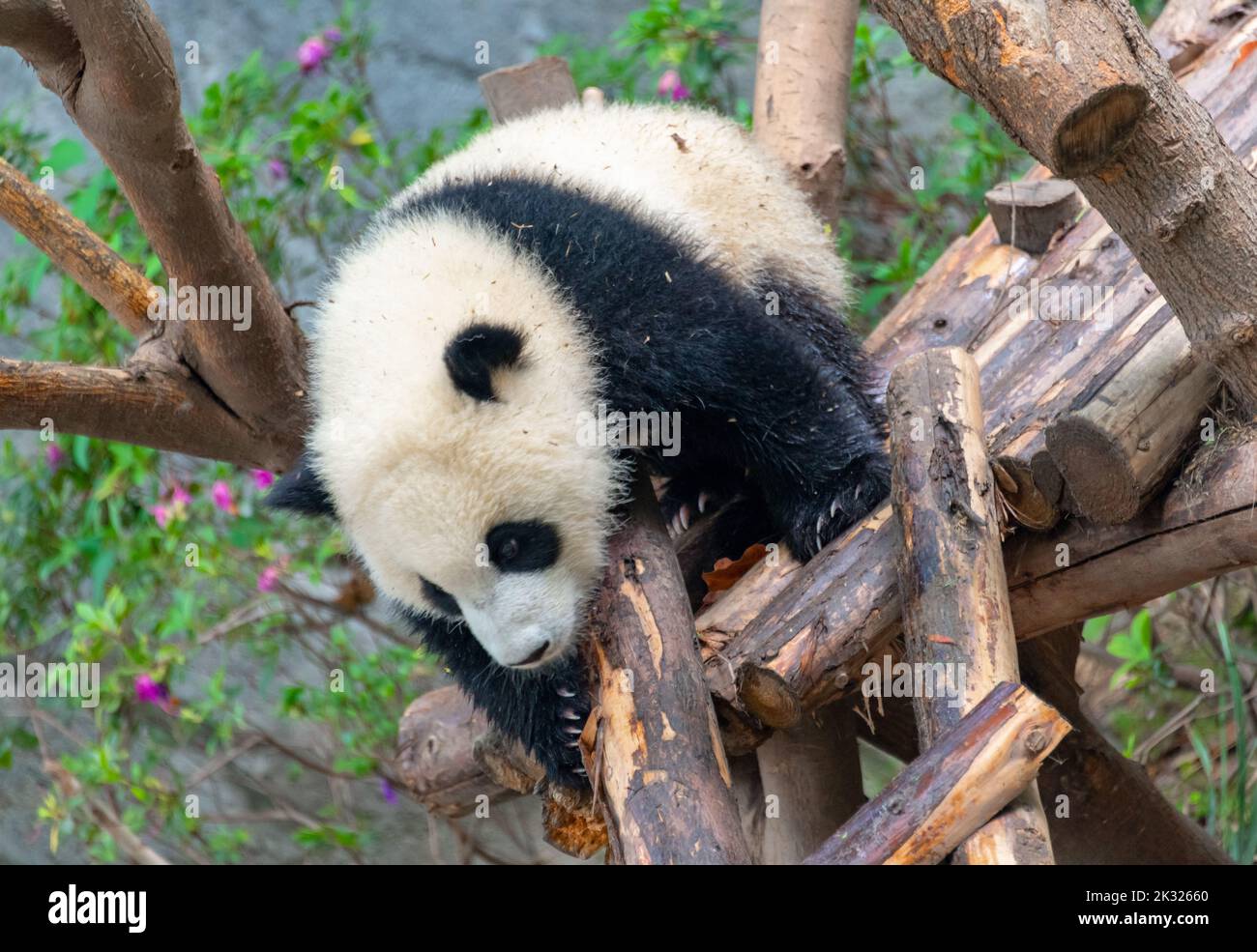 A cute little panda is climbing a tree trunk Stock Photo - Alamy