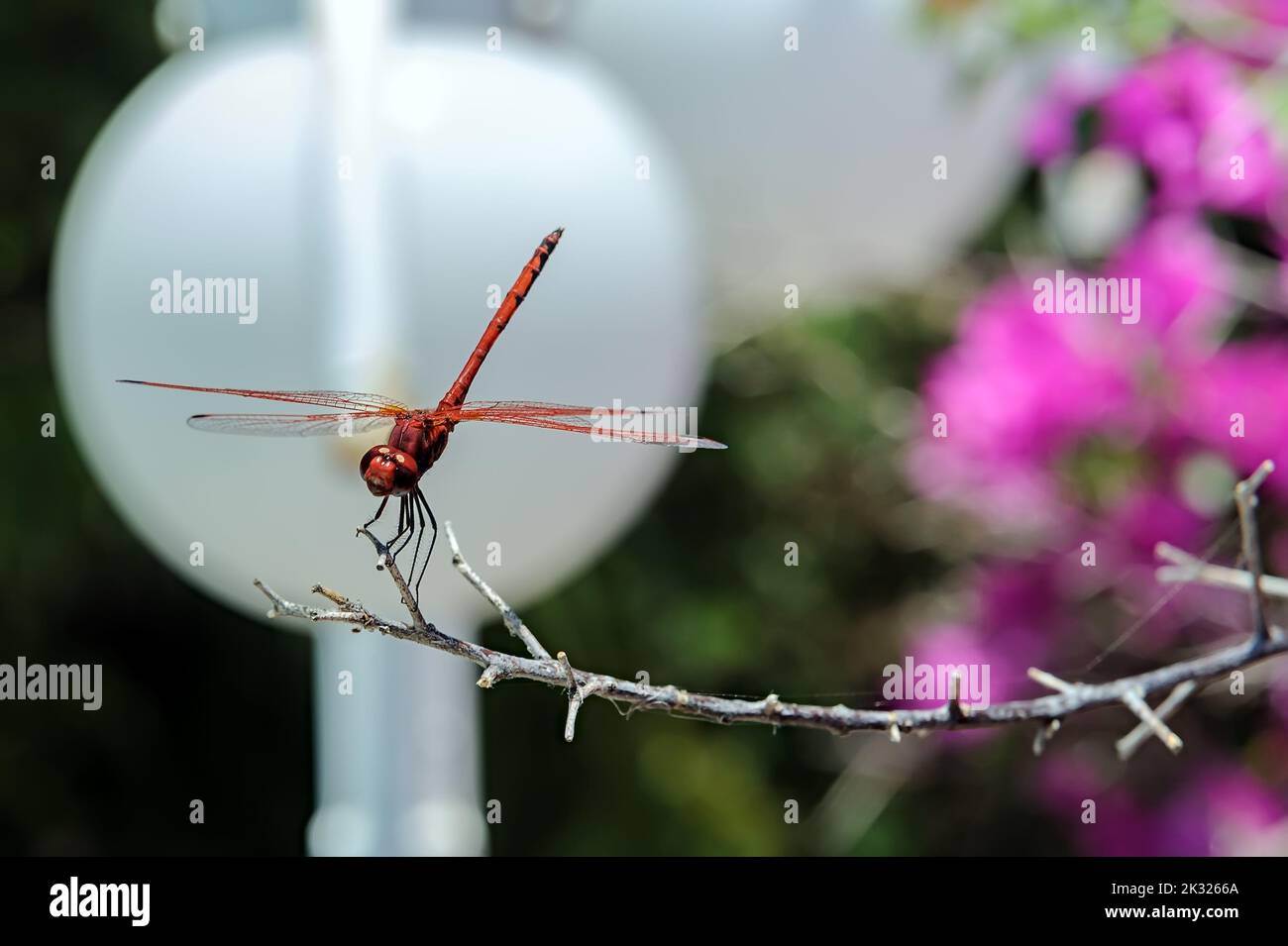 Dragonfly lamp hi-res stock photography and images - Alamy