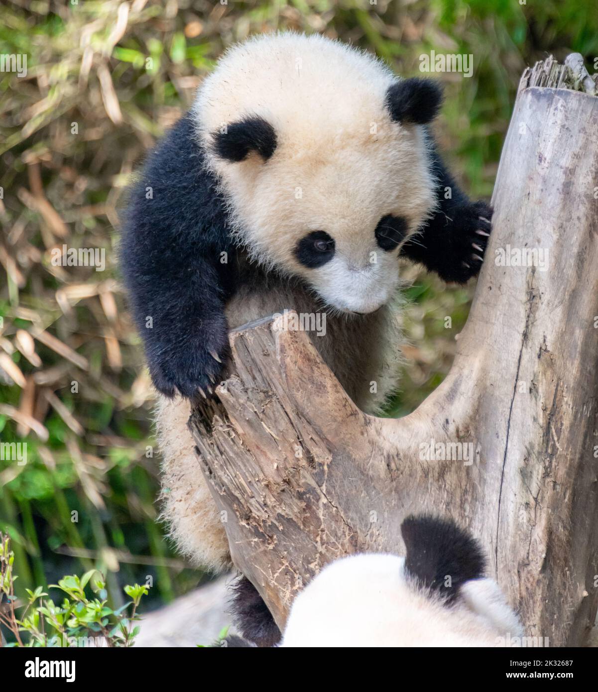 A cute little panda is climbing a tree trunk Stock Photo - Alamy