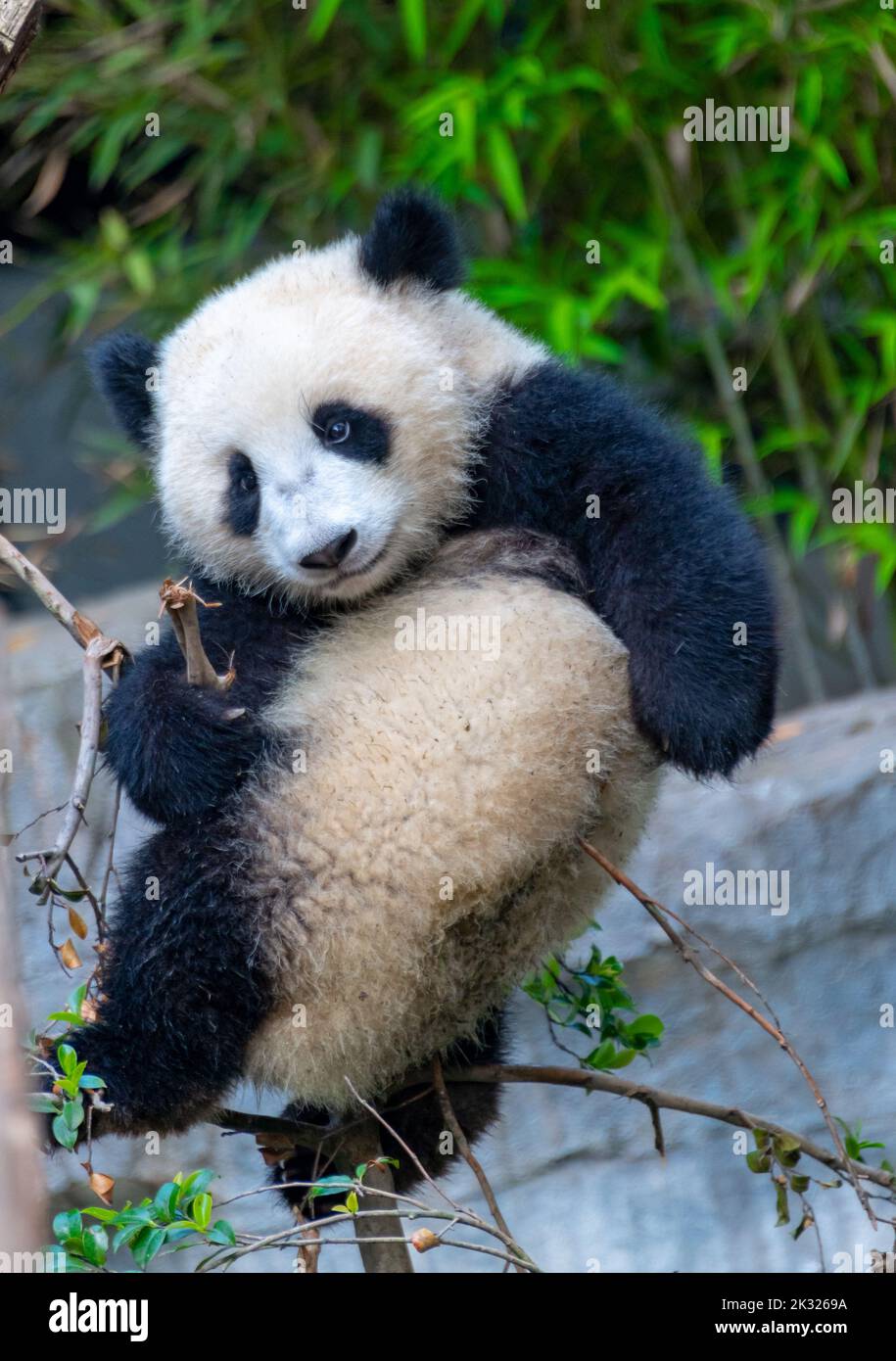 A cute little panda is climbing a tree trunk Stock Photo - Alamy