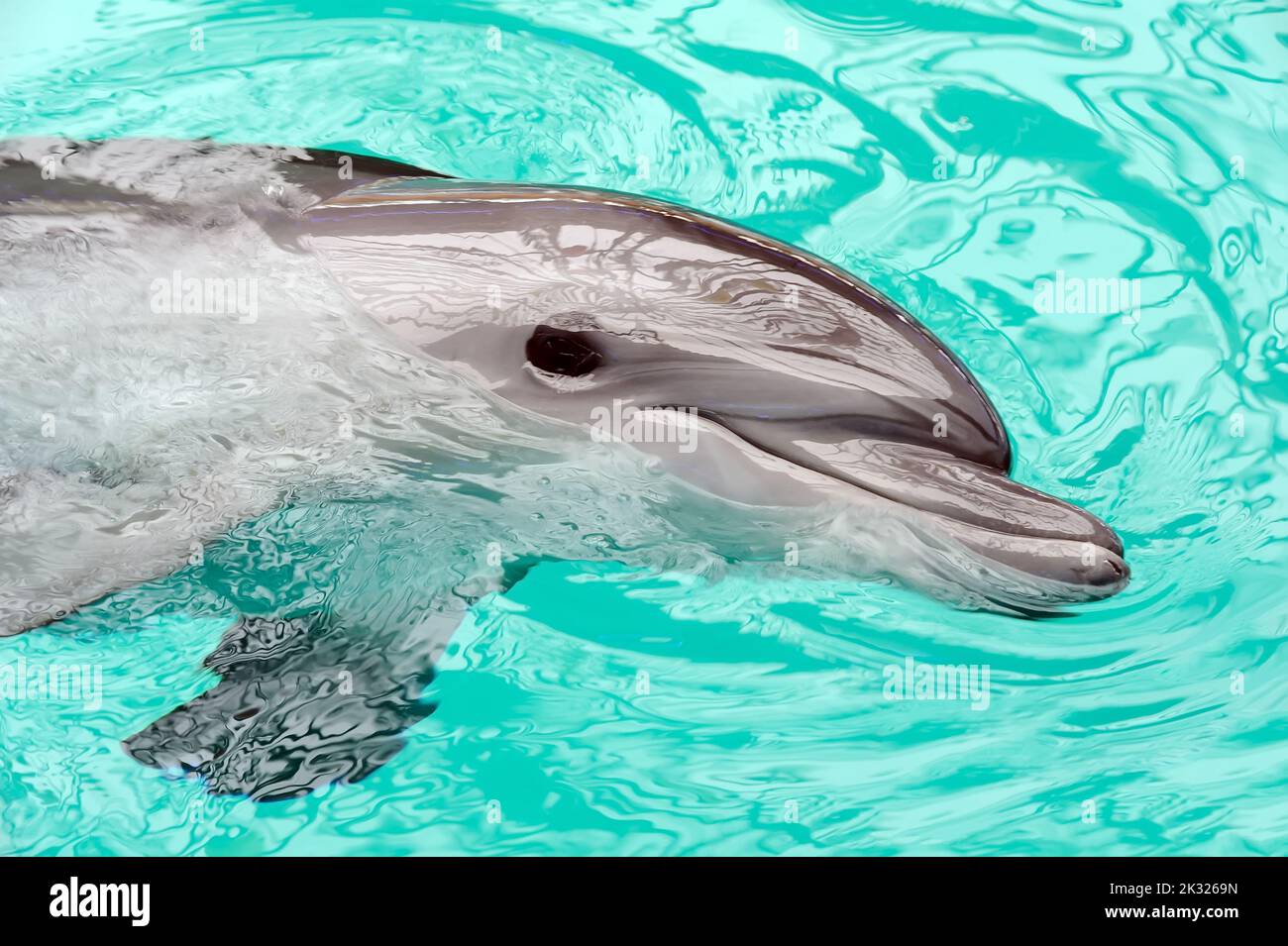 Smiley dolphin in the ripple water Stock Photo - Alamy