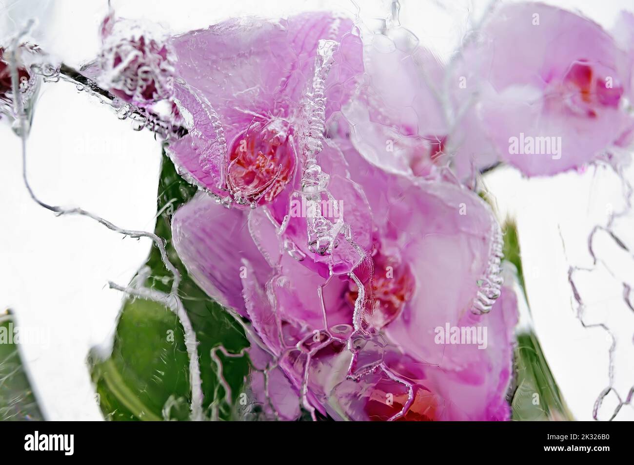 Frozen pink orchids inside the ice block Stock Photo - Alamy