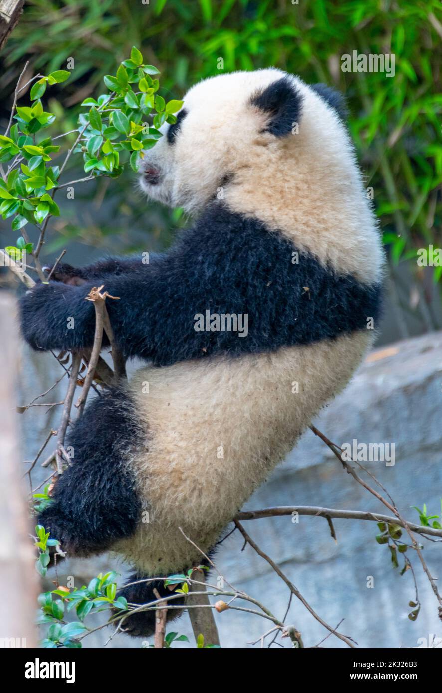 A cute little panda is climbing a tree trunk Stock Photo - Alamy