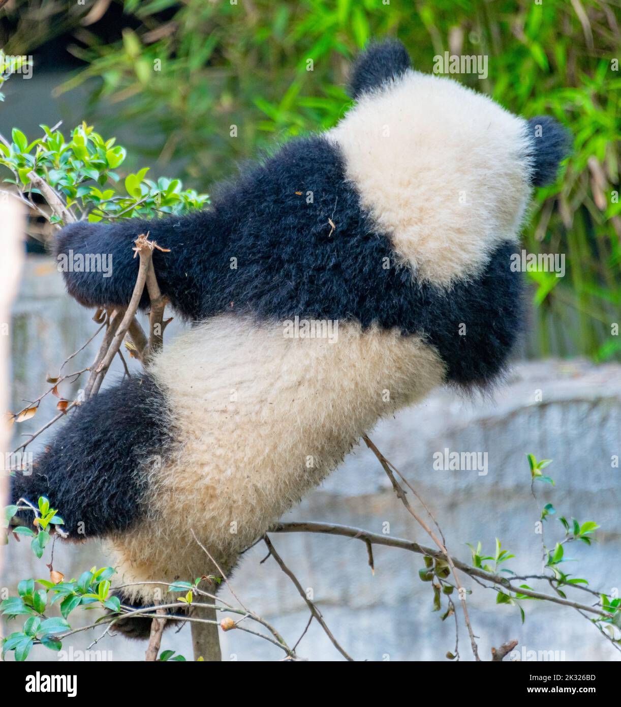 A cute little panda is climbing a tree trunk Stock Photo - Alamy