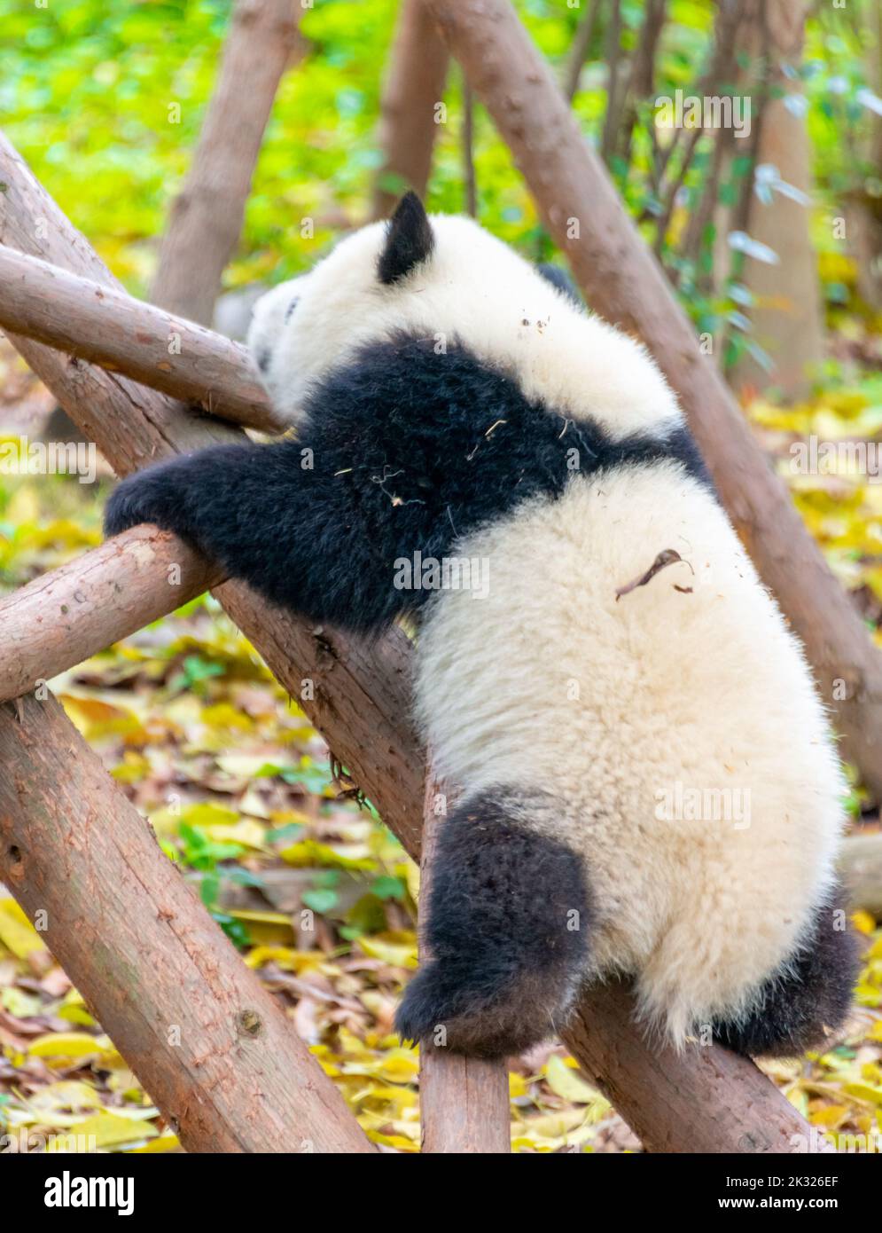 Baby panda climbing hi-res stock photography and images - Alamy
