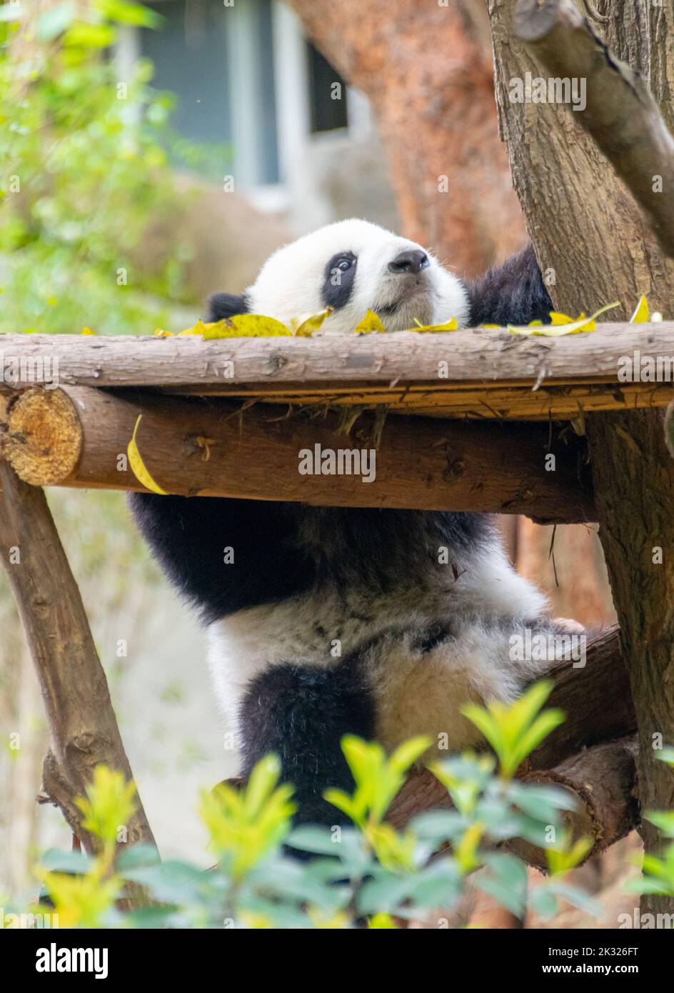 A cute little panda is climbing a tree trunk Stock Photo - Alamy