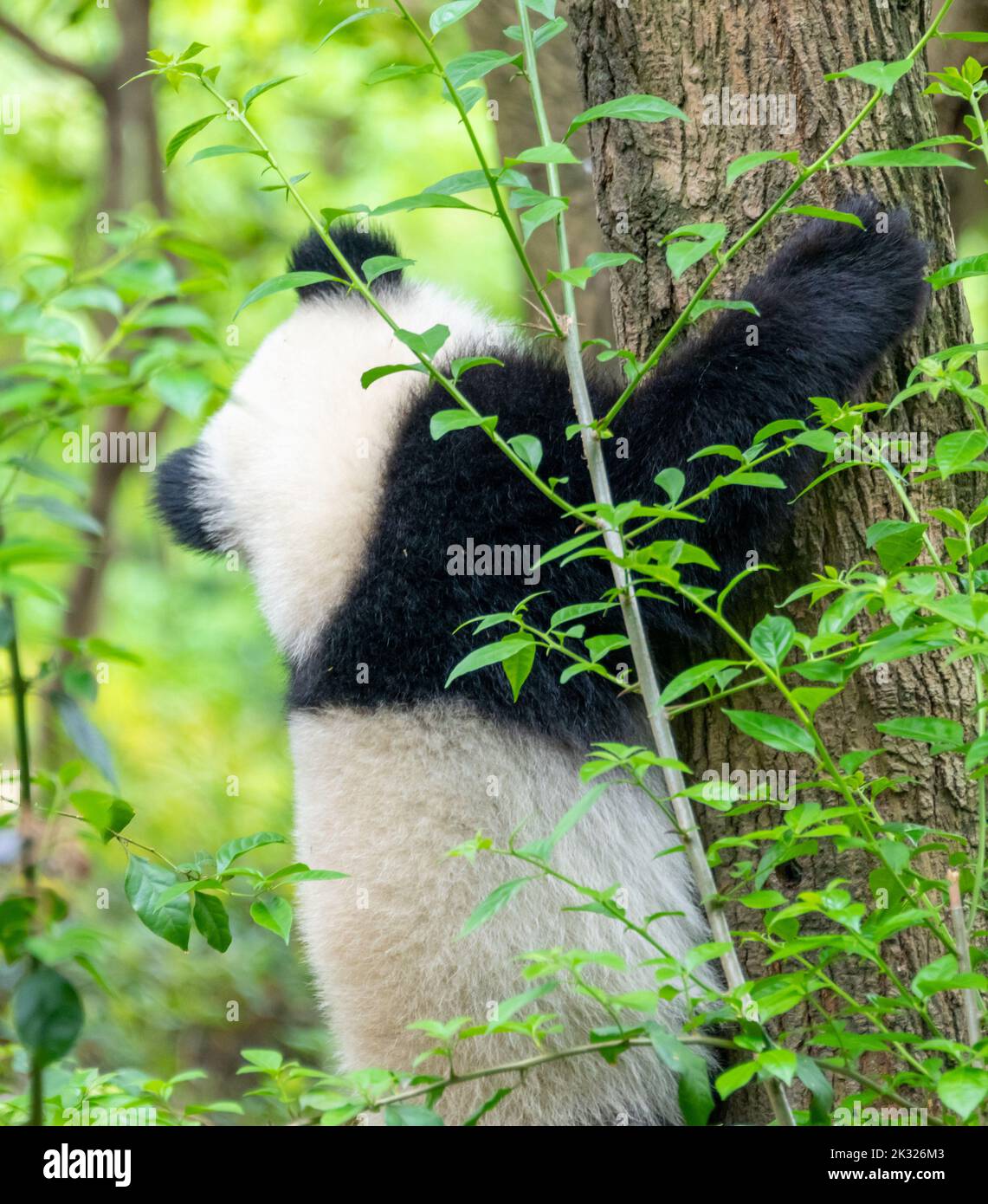 Happy little trees hi-res stock photography and images - Alamy