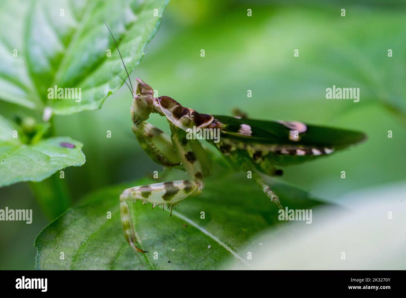 A selective focus of a black striped flower mantis perfectly hidden ...