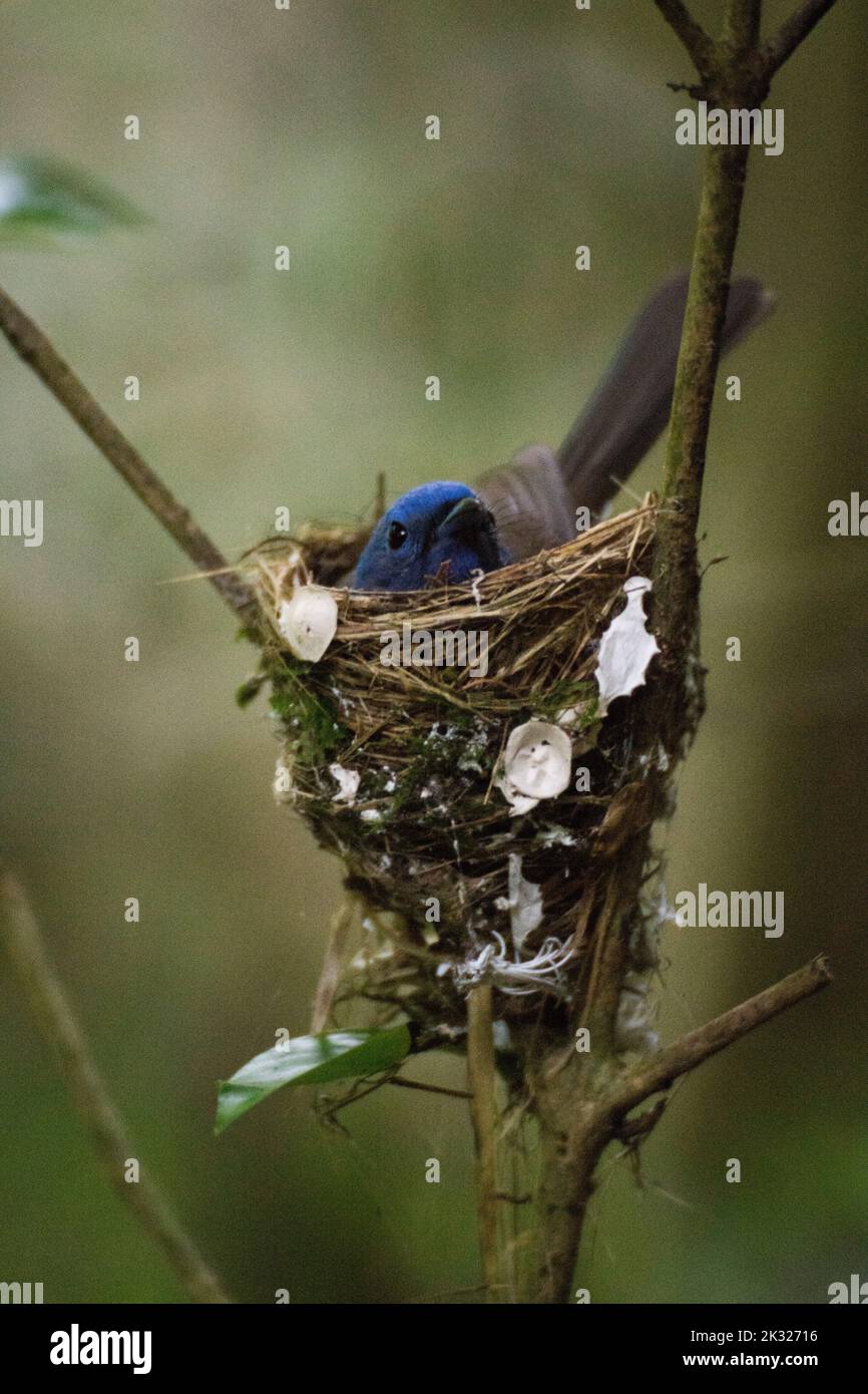 A vertical shot of black nape monarch nesting in a perfectly built nest ...