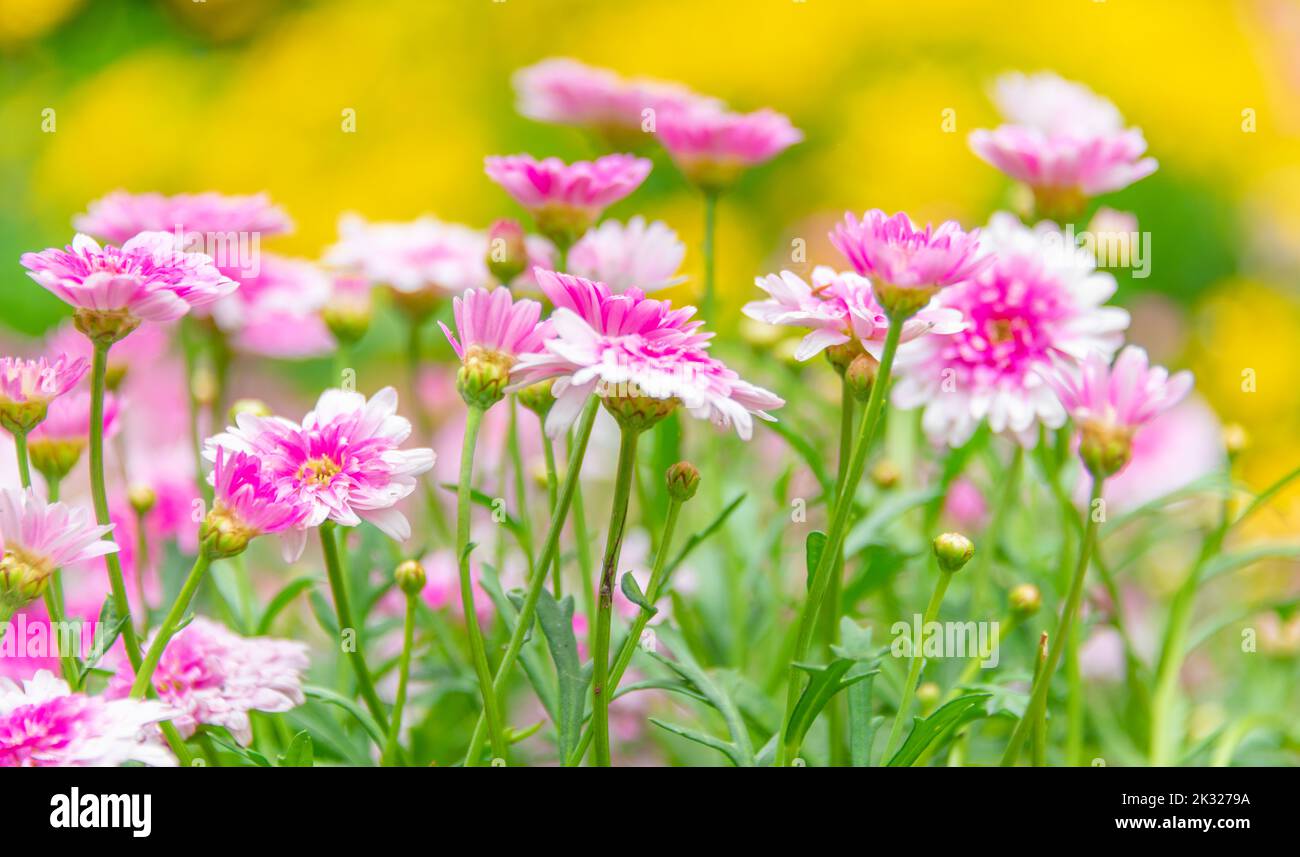 Margaret daisy hi-res stock photography and images - Alamy