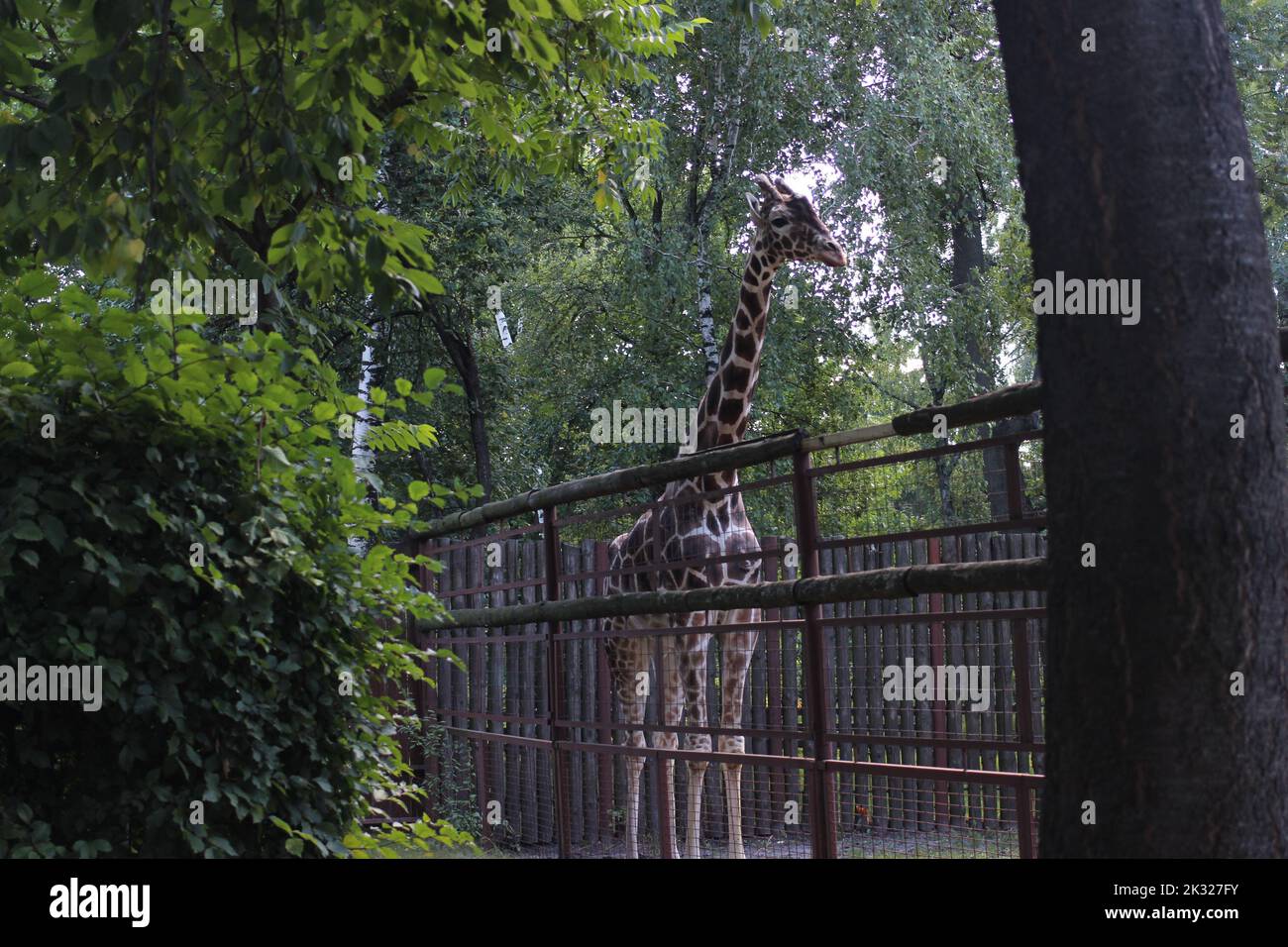 A giraffe at the zoo in Kyiv Stock Photo - Alamy
