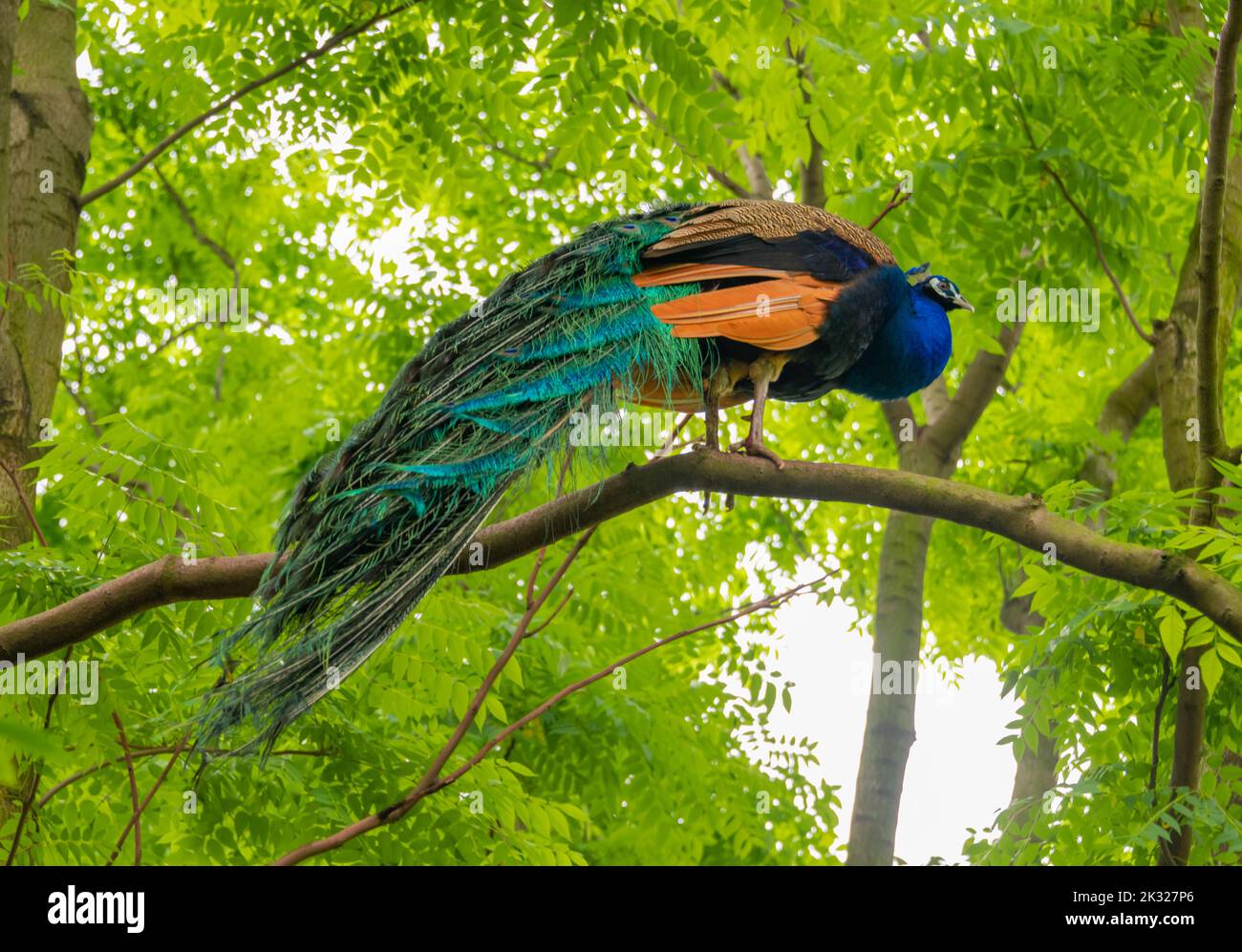 Peacock resting on tree hi-res stock photography and images - Alamy