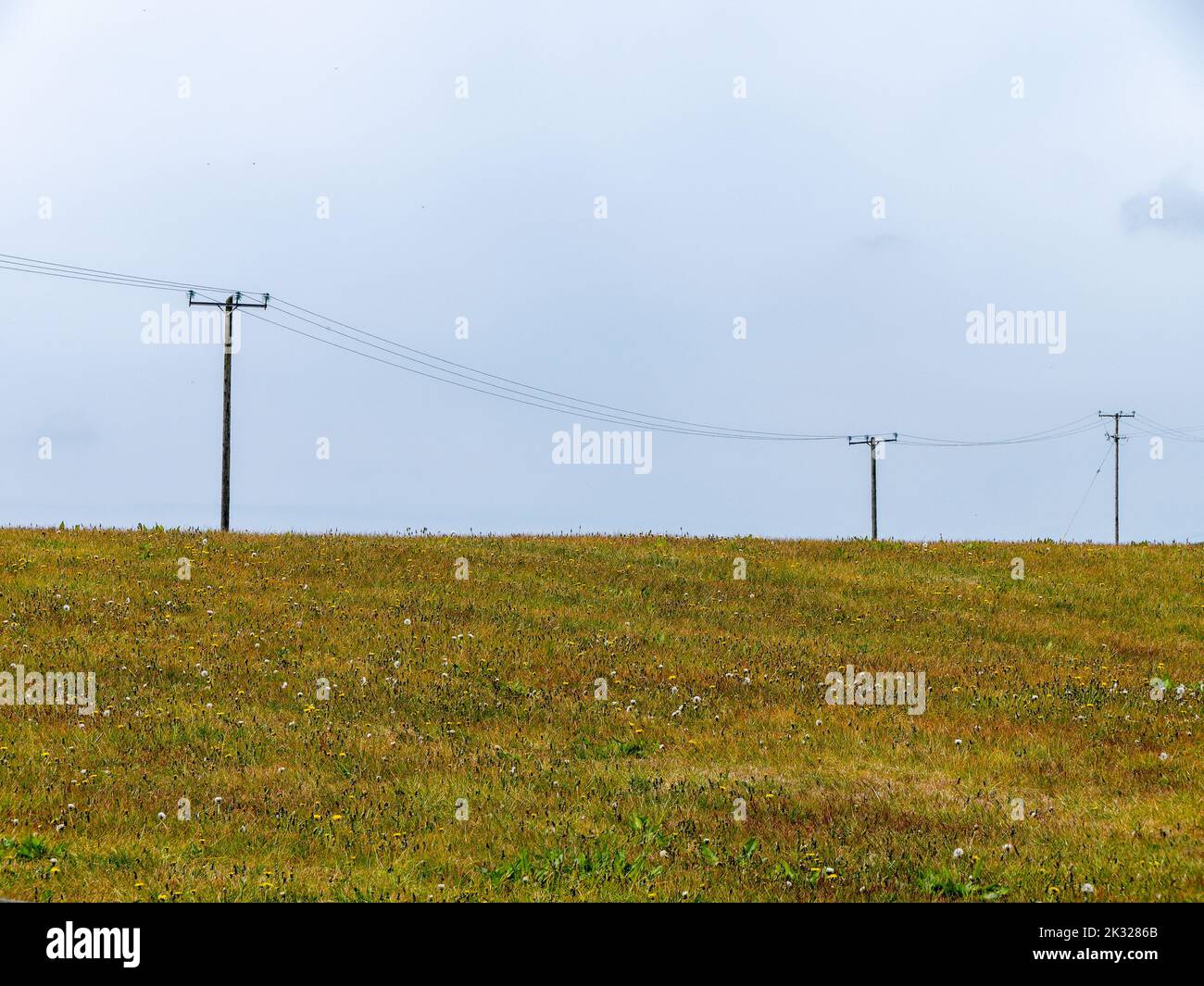 Power line poles. Field grasses and flowers, landscape Stock Photo - Alamy