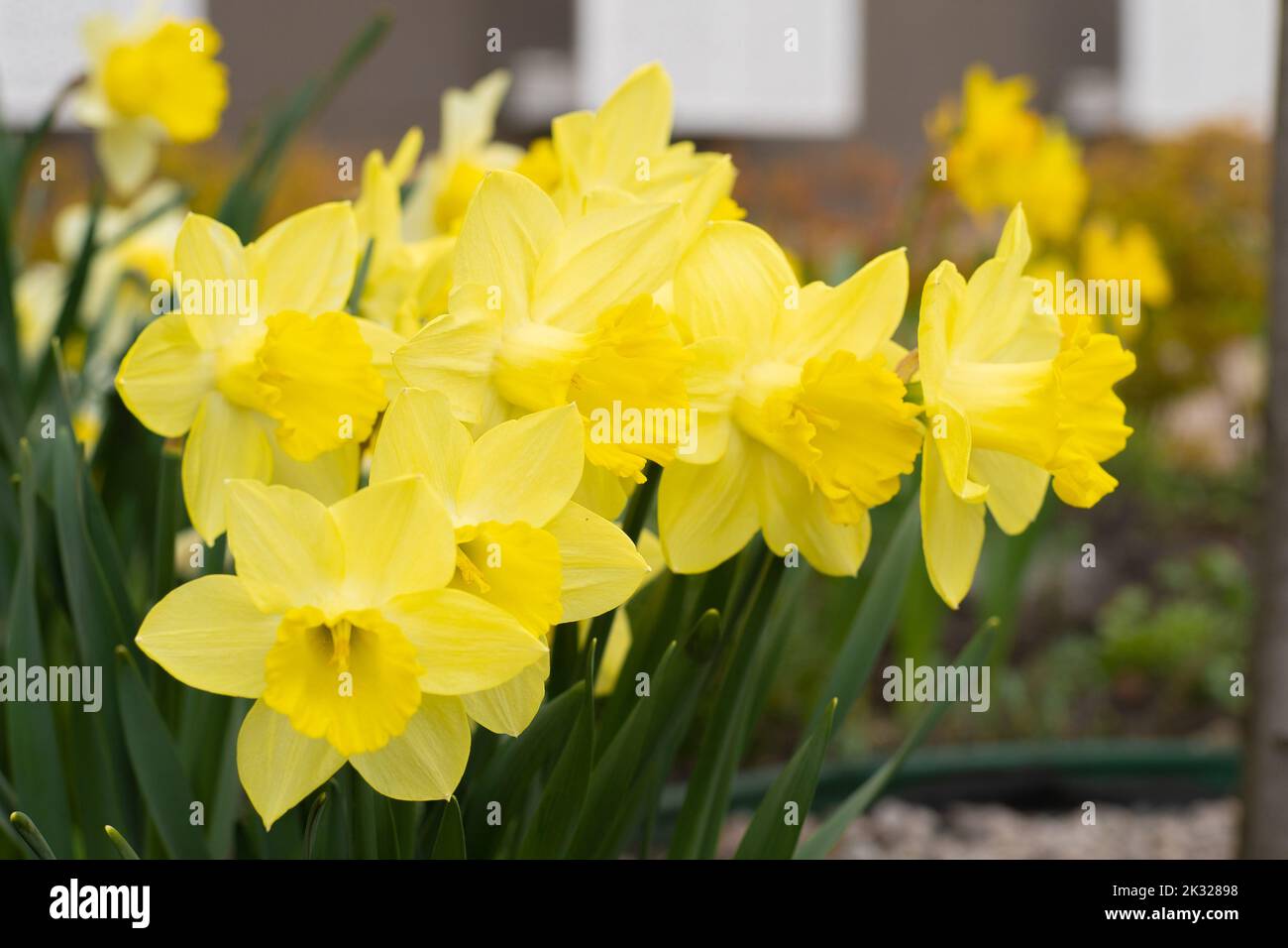 Yellow flowers daffodils in a flower bed. Spring flower Narcissus ...