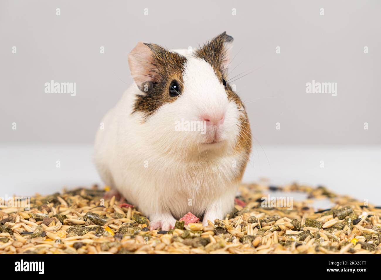 A small guinea pig sits near the feed on a white background Stock Photo ...