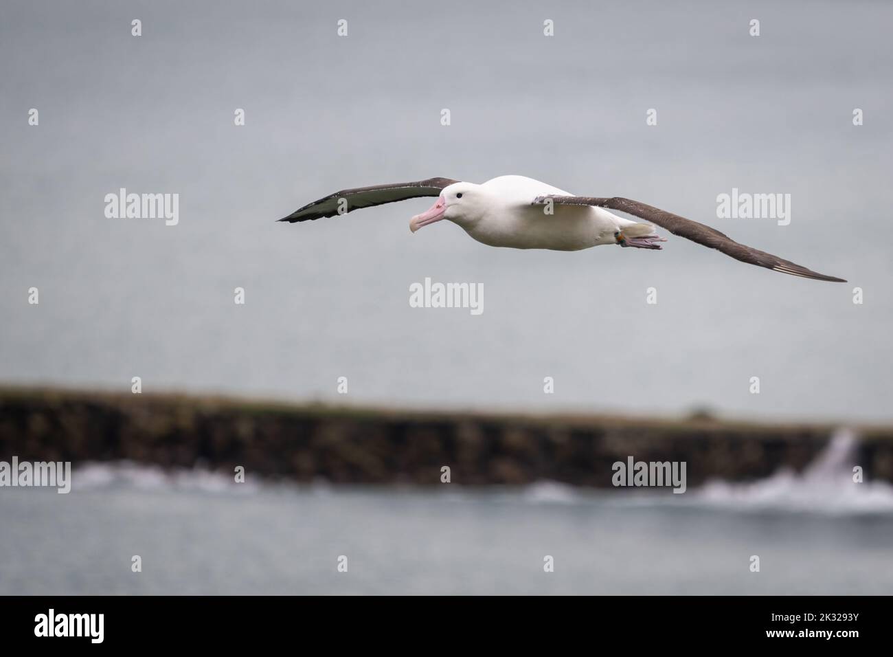 Northern royal albatross in flight, with coloured band on its leg ...