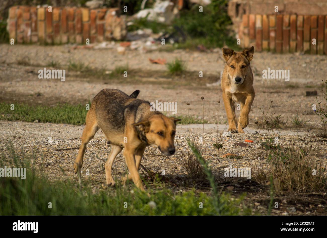 Two yellow, stray dogs. Two yellow, stray dogs on the outskirts of the ...