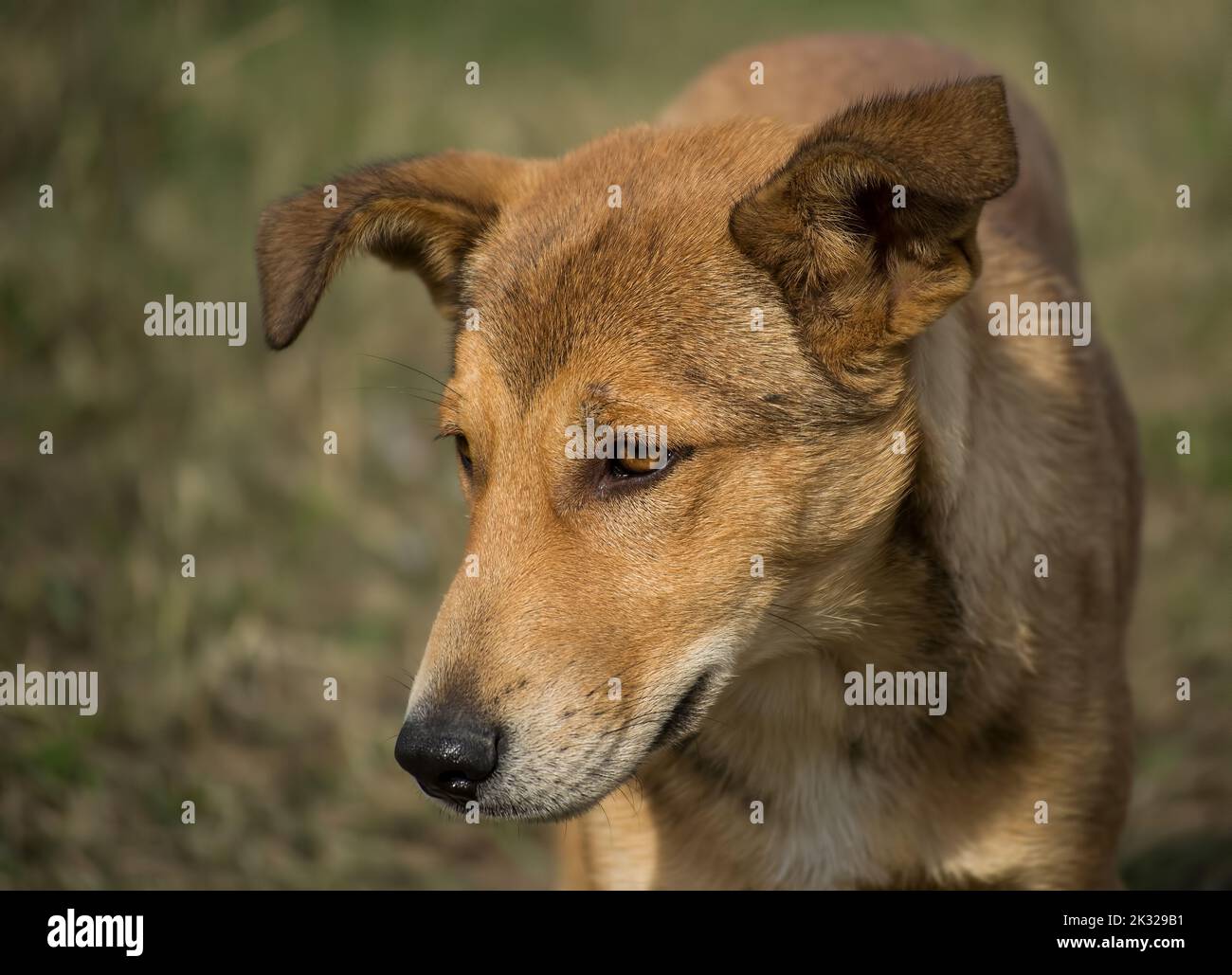 Portrait of a lonely yellow, stray dog Stock Photo - Alamy