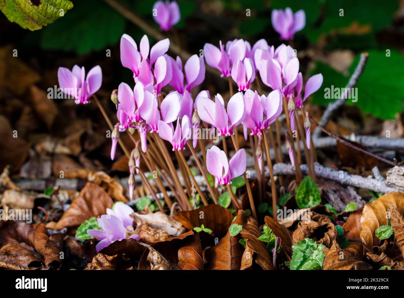 A clump of pretty pink cyclamen hederifolium (ivy-leaved cyclamen) in ...