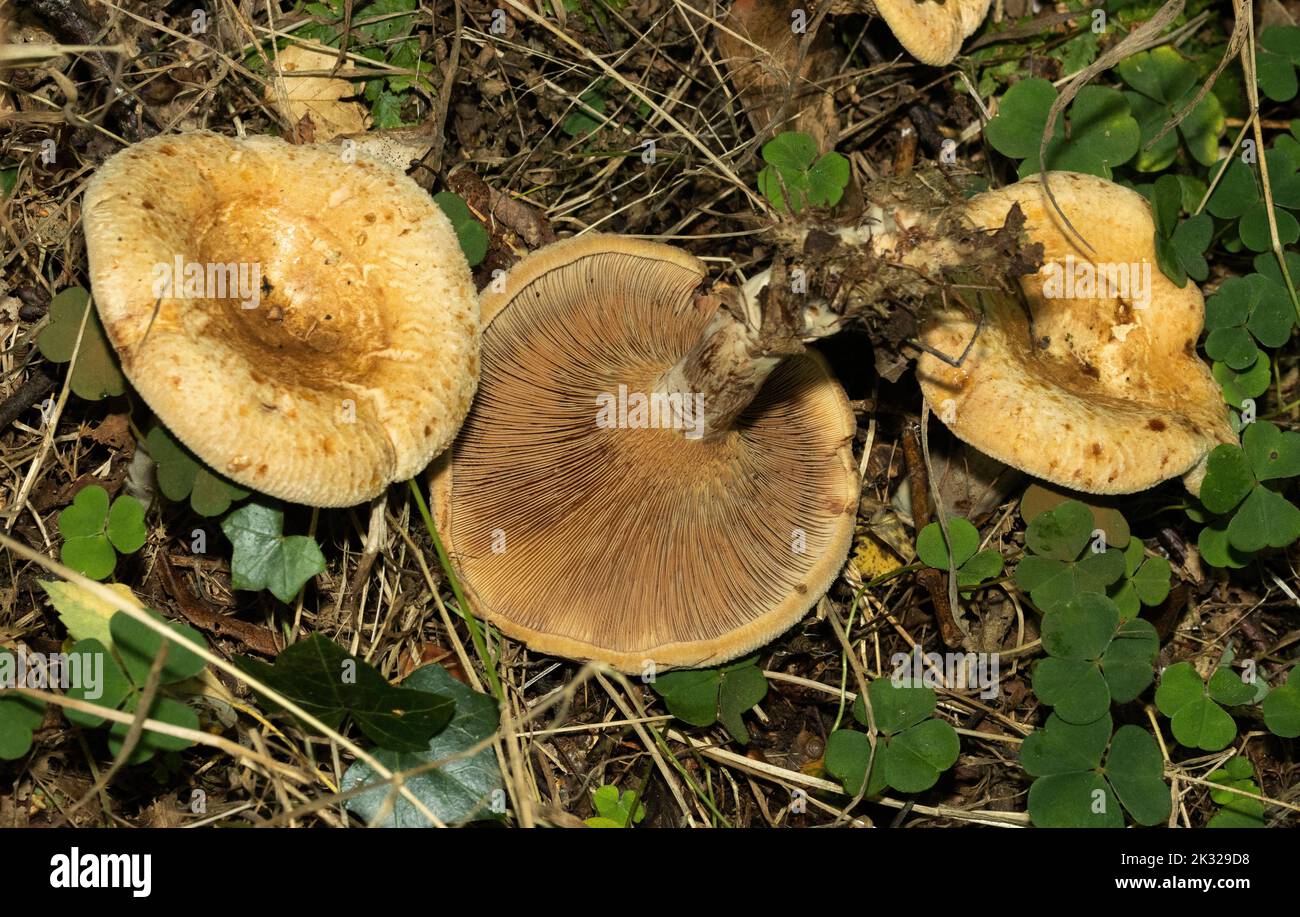 Brown mottled rot hi-res stock photography and images - Alamy