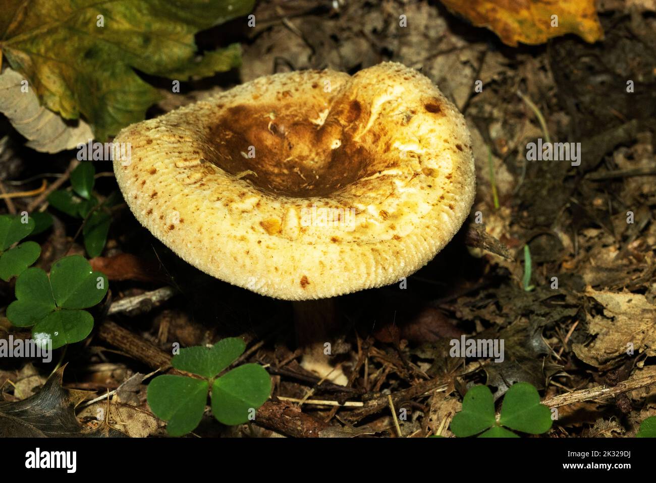 A very toxic fungus, the Brown Rollrim is a common autumnal fungus in ...