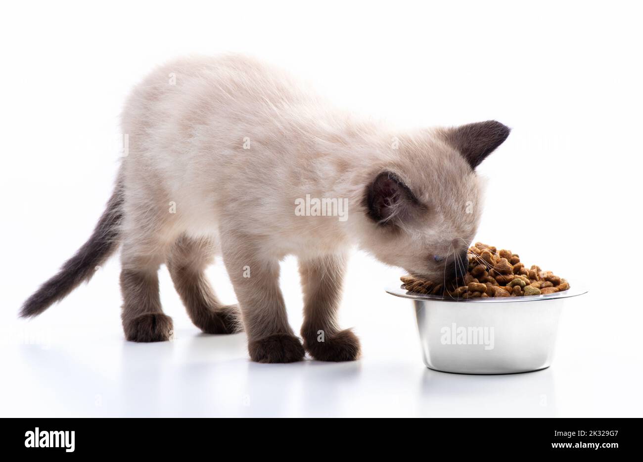 Adorable cute little pussycat eating hi-res stock photography and ...