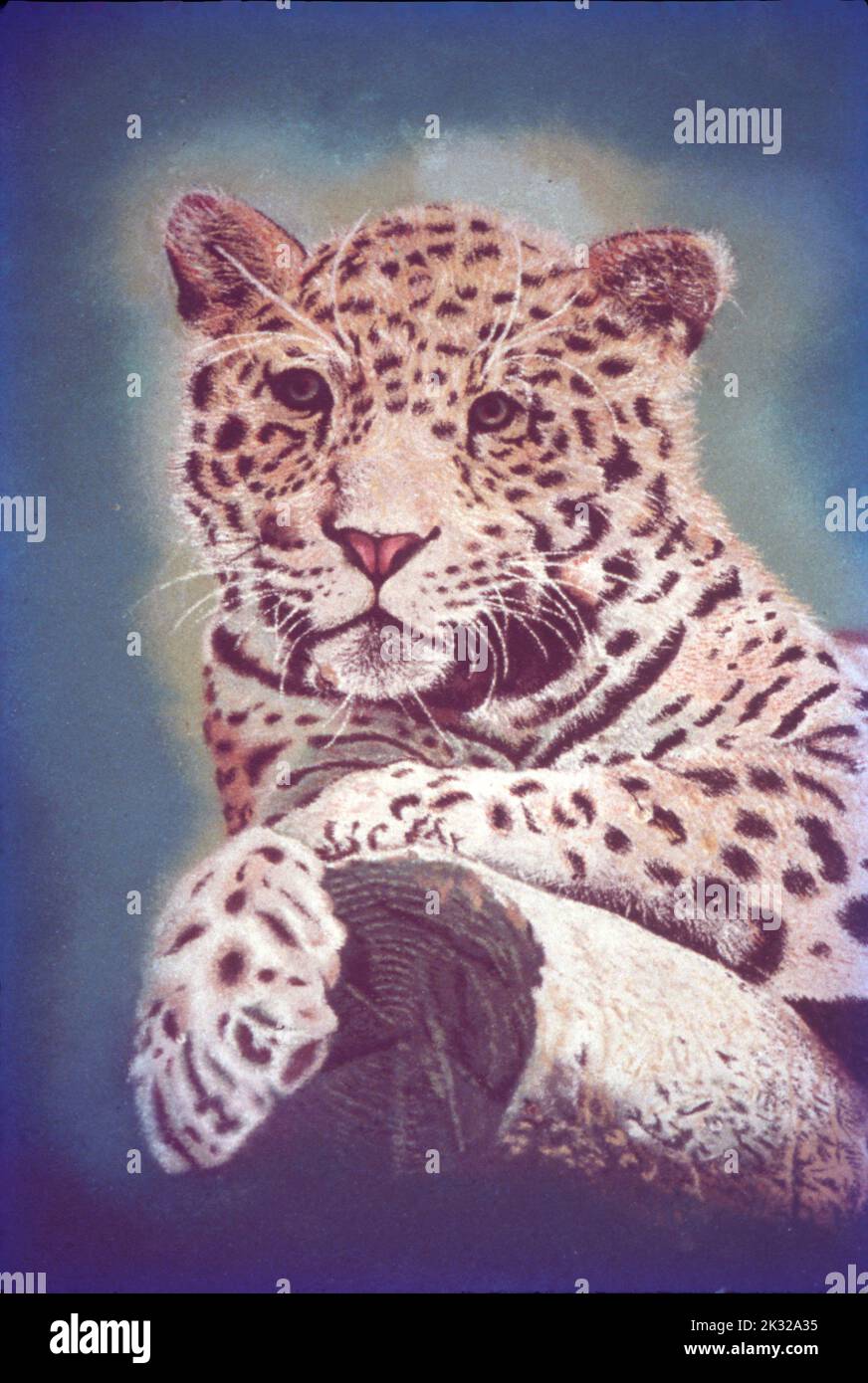 Rangoli, Painting with Chowk Powder, Cheetah Stock Photo - Alamy