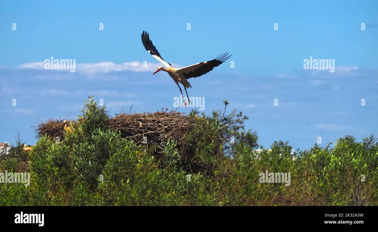 Flying white stork at blue sky Stock Photo - Alamy