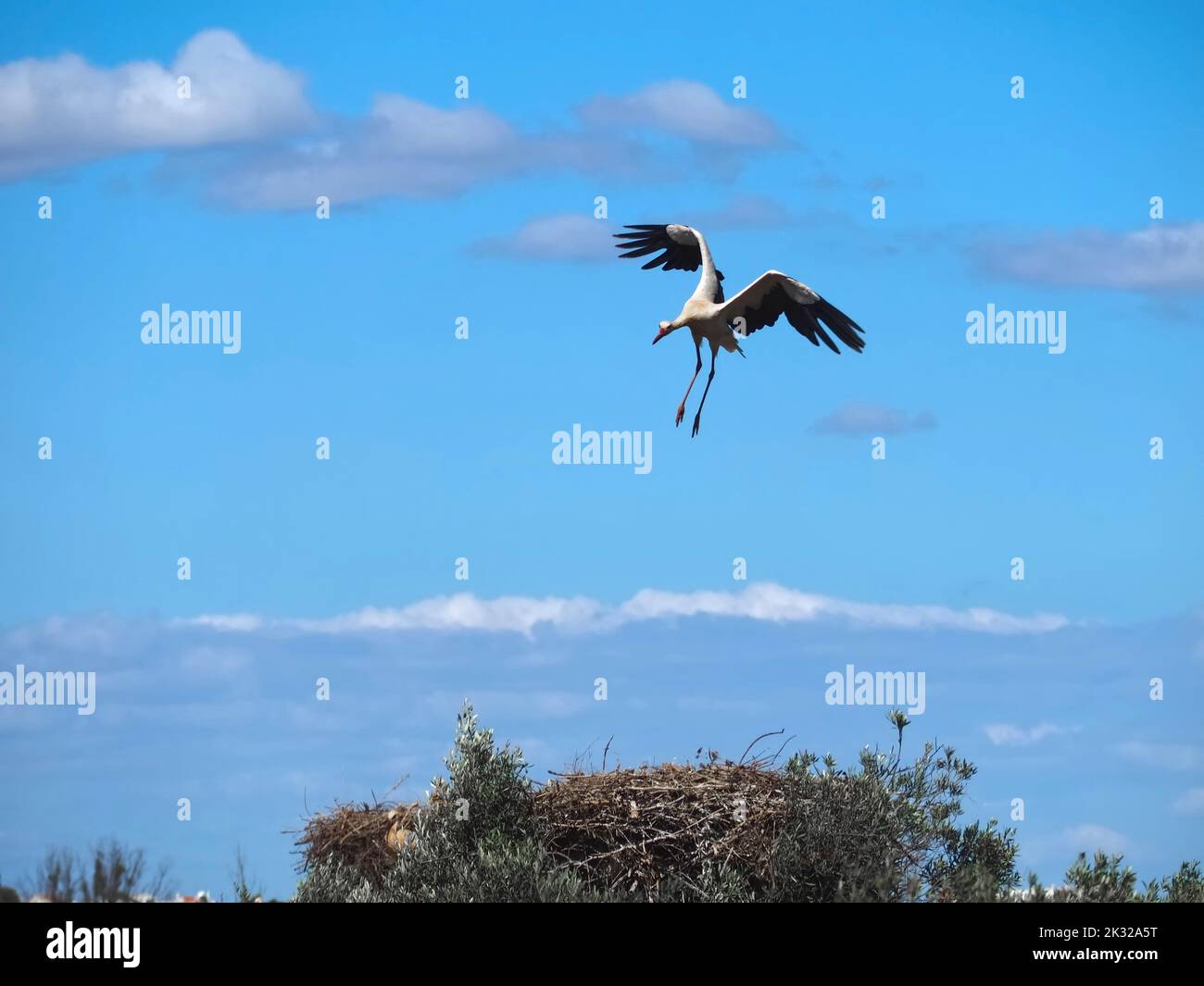 Flying white stork at blue sky Stock Photo - Alamy
