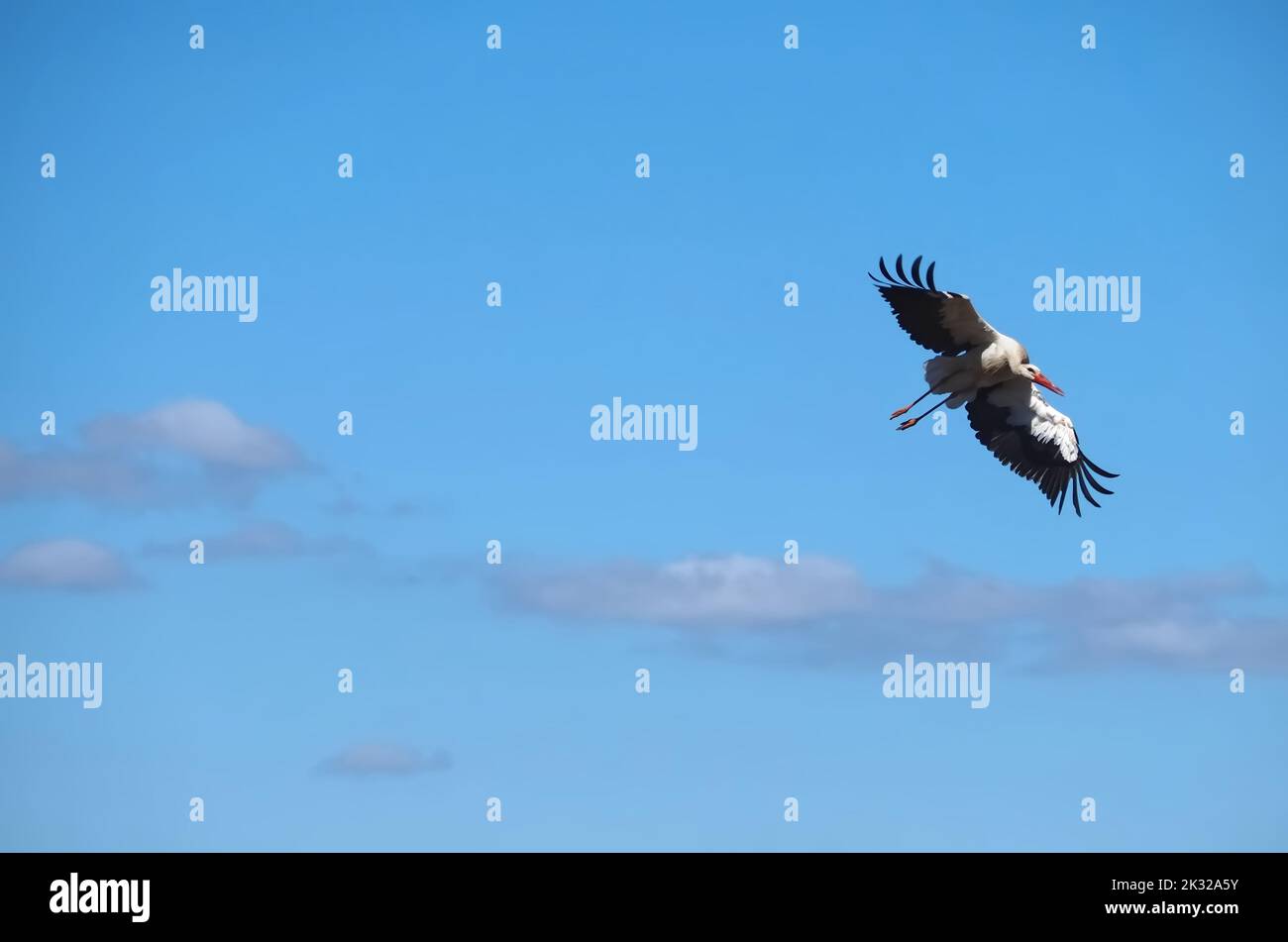 Flying white stork at blue sky Stock Photo - Alamy