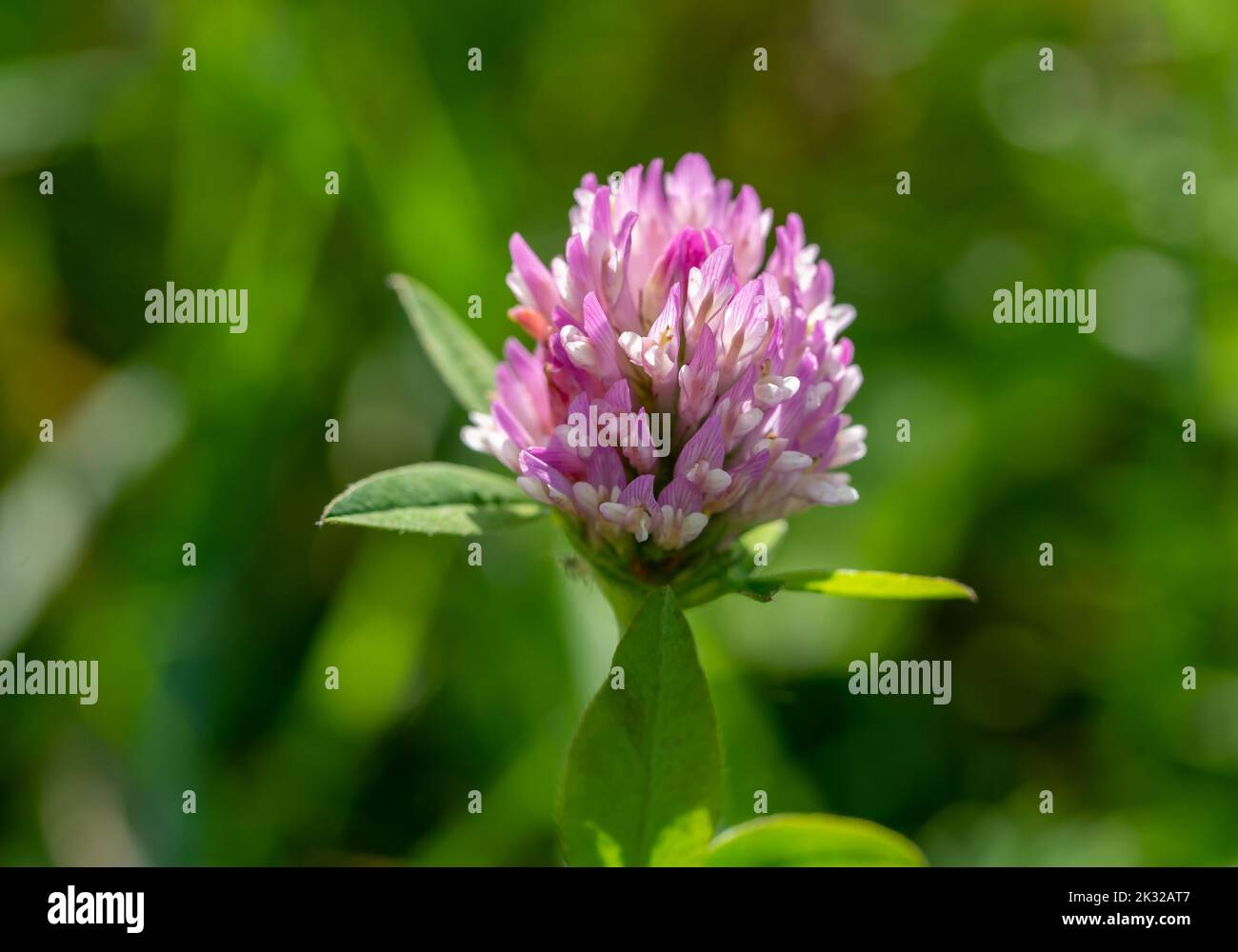 Fresh clover hi-res stock photography and images - Alamy