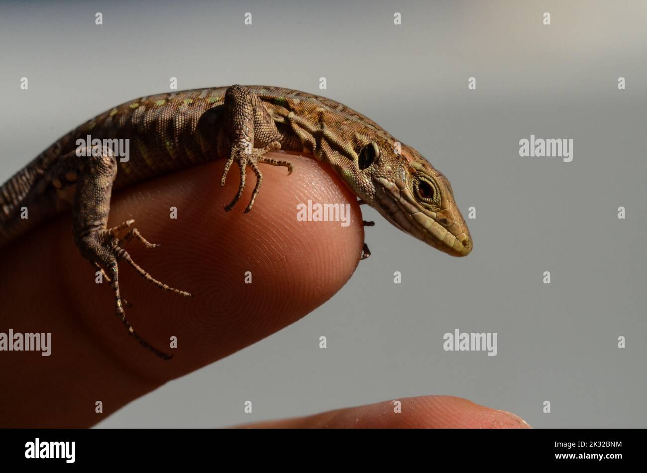 A closeup a Common Lizard on a human finger Stock Photo - Alamy