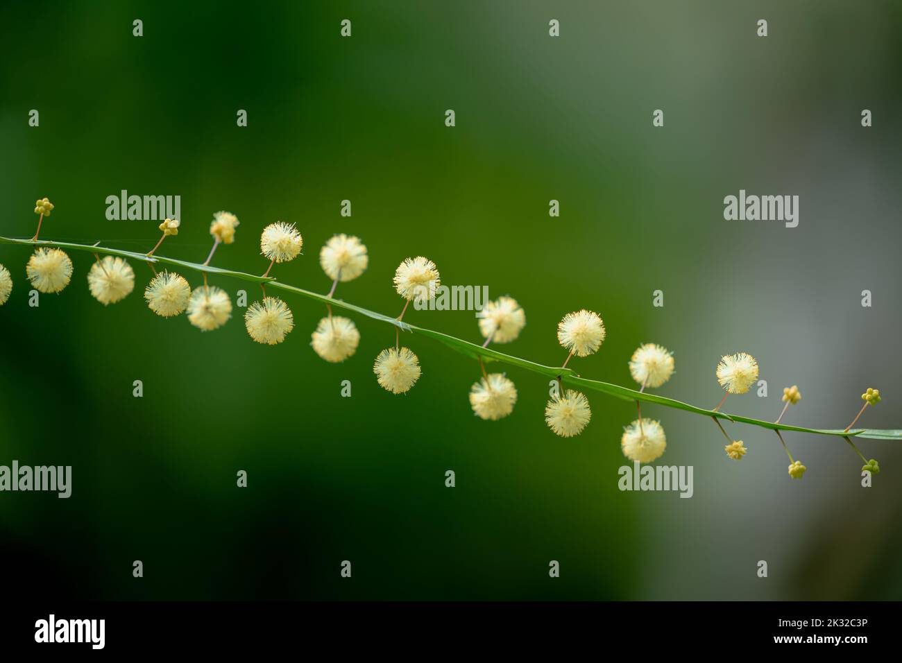 Closeup shot of Wattle, Acacia with blurred background concept of ...
