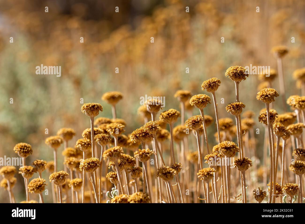 Field of dried yellow flowers of immortelle or everlasting (Helichrysum ...