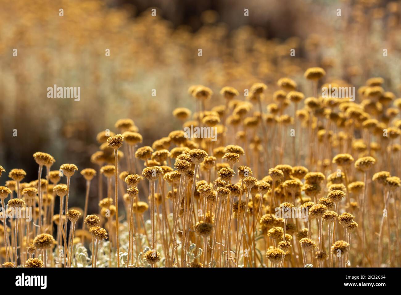 Field of dried yellow flowers of immortelle or everlasting (Helichrysum ...