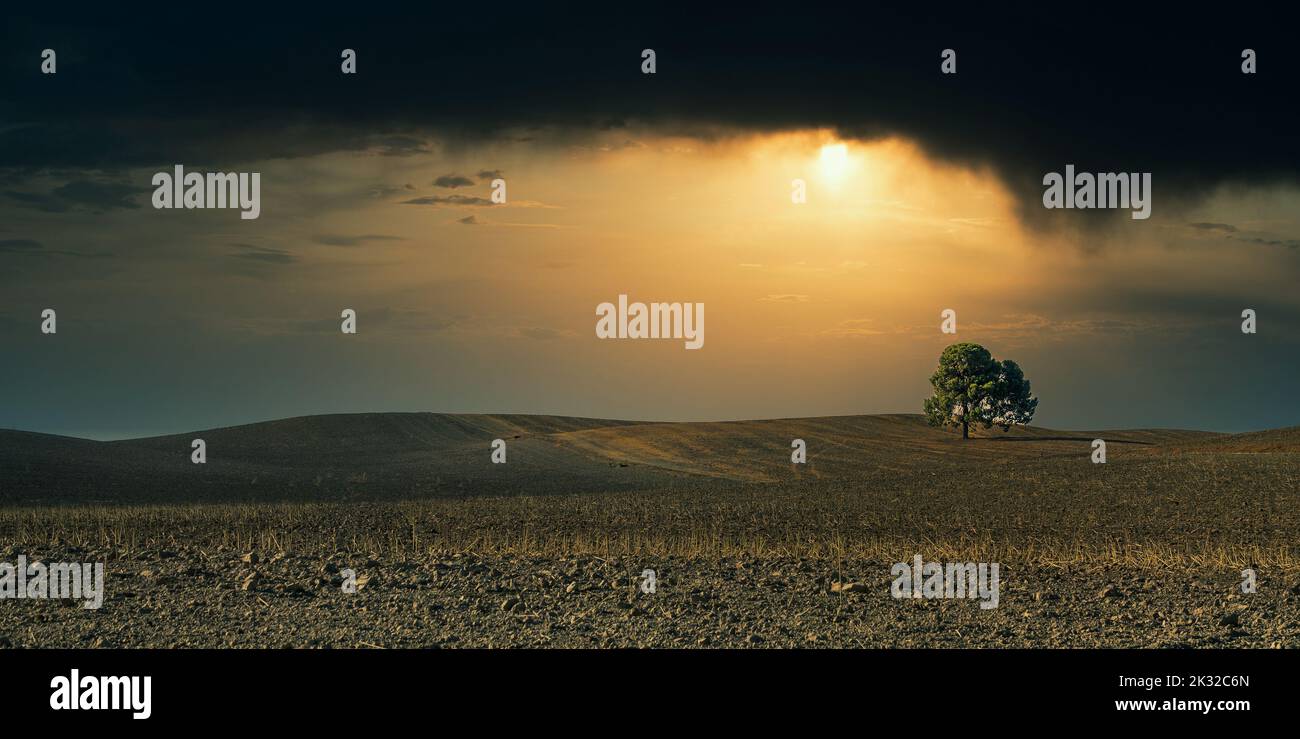 Desertic agricultural landscape with a lonely pine tree in a dry field ...