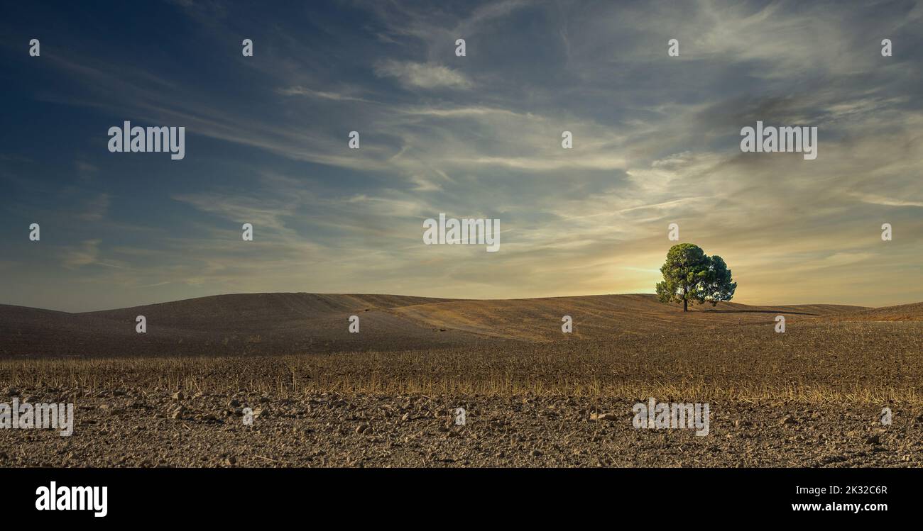 Desertic agricultural landscape with a lonely pine tree in a dry field ...