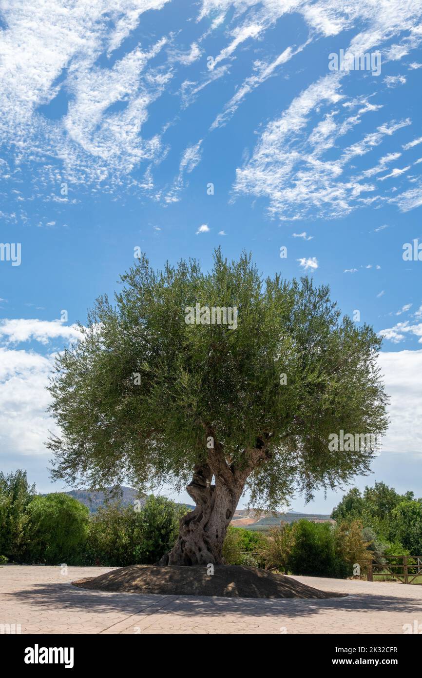 Vertical photo of a beautiful lonely olive tree with blue sky and ...