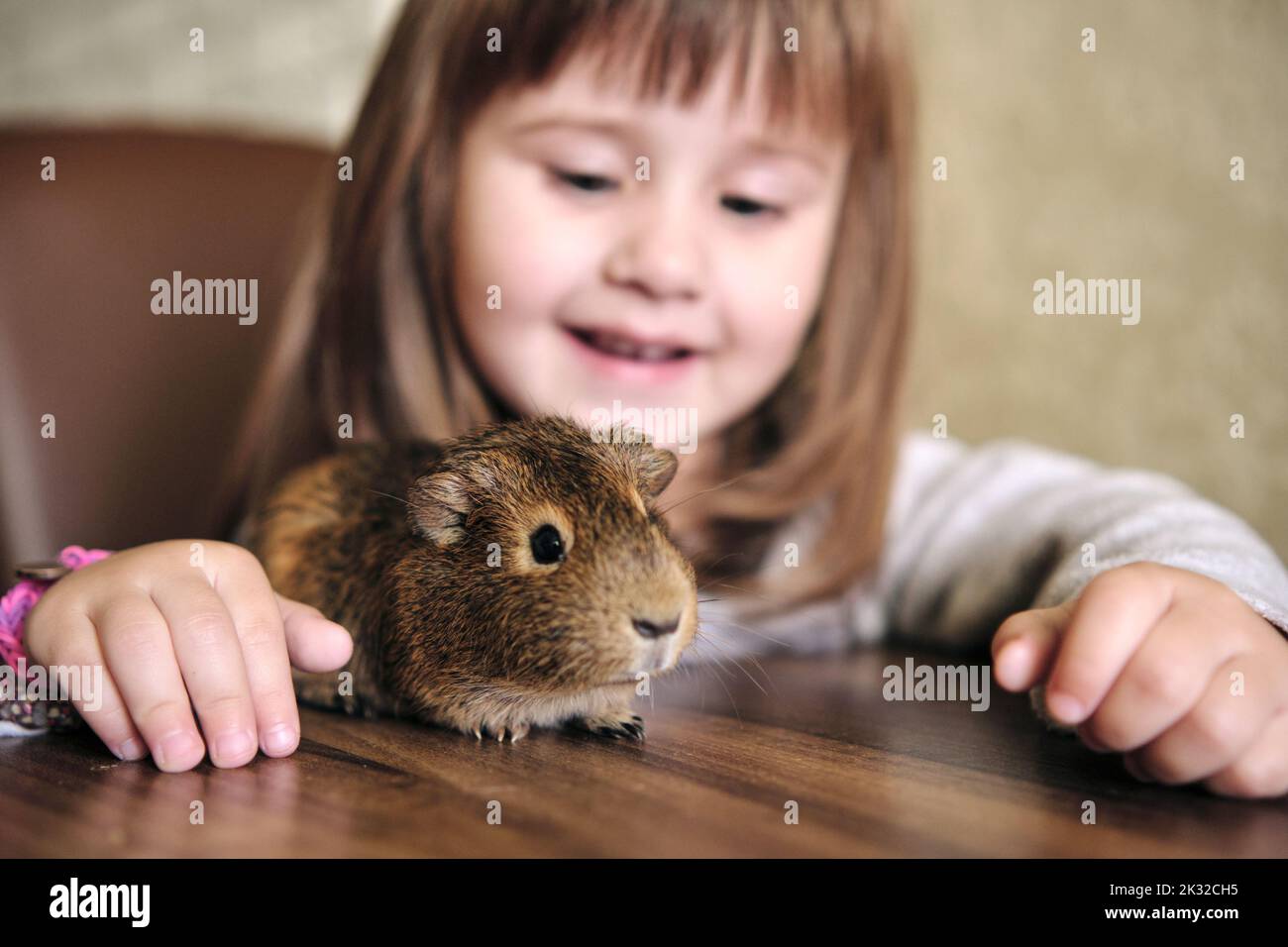 Closeup view of cute guinea pig. Cute happy smiling baby girl playing ...