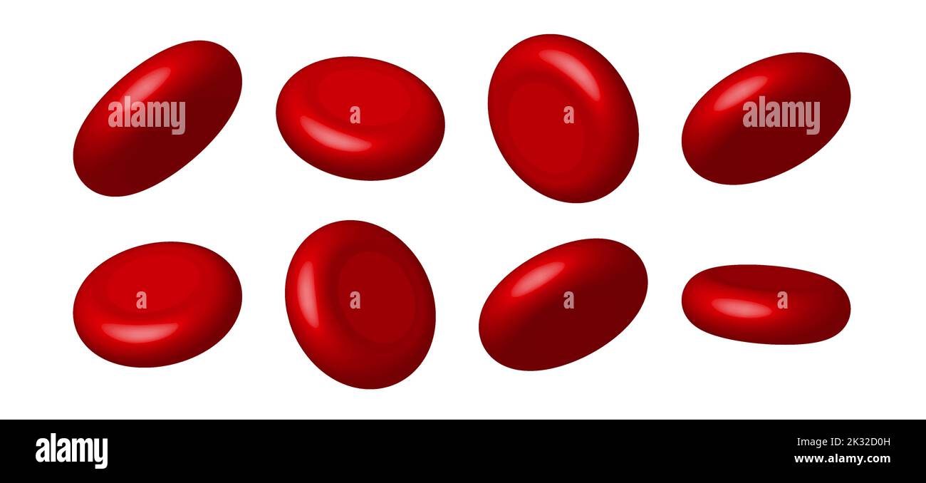 Blood red cell 3d hemostasis heart circulatory. Vascular erythrocyte ...